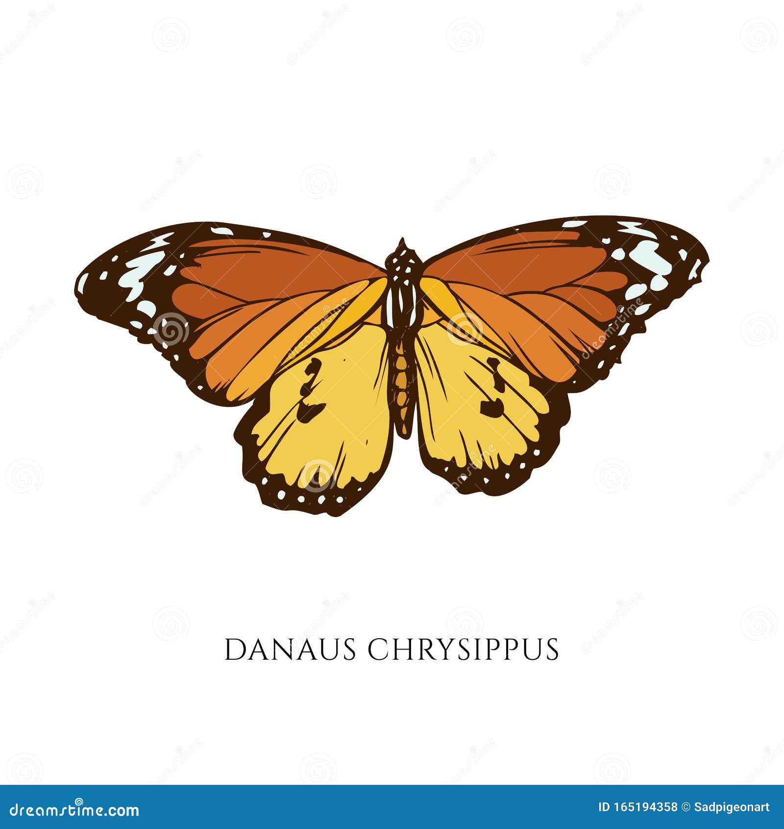 Vector Set of Hand Drawn Colored Danaus Chrysippus Stock Vector ...