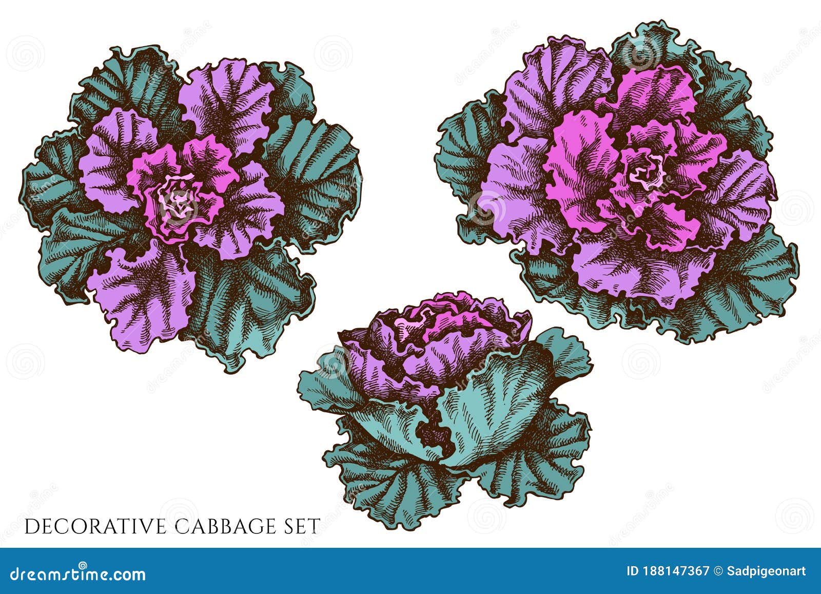 Vector Set of Hand Drawn Colored Decorative Cabbage Stock Vector ...
