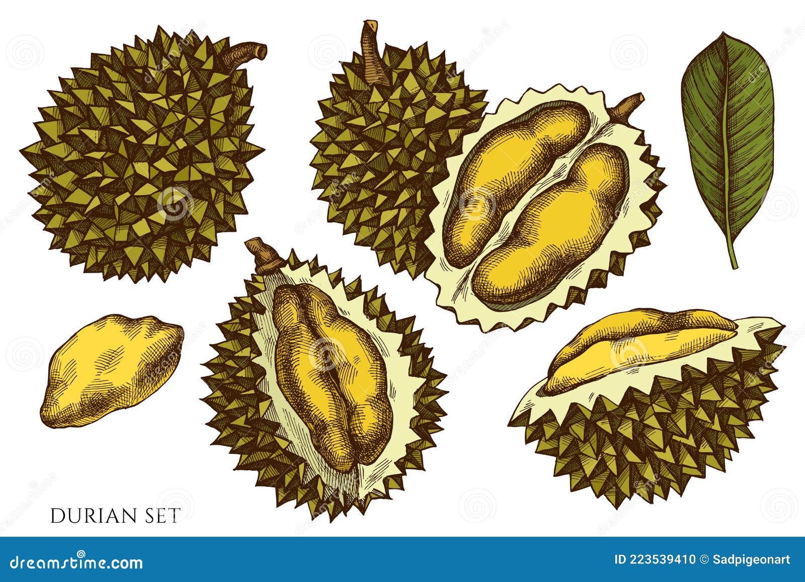 Vector Set of Hand Drawn Colored Durian Stock Vector - Illustration of ...