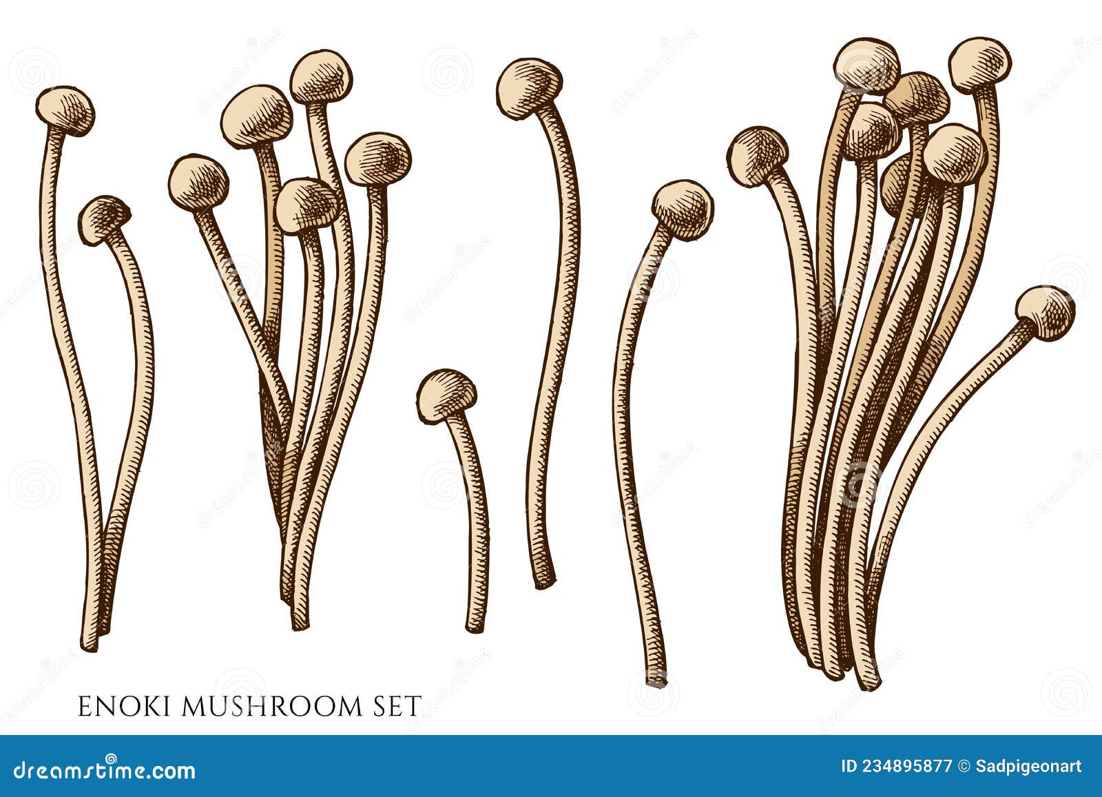 Vector Set of Hand Drawn Colored Enoki Stock Vector - Illustration of ...
