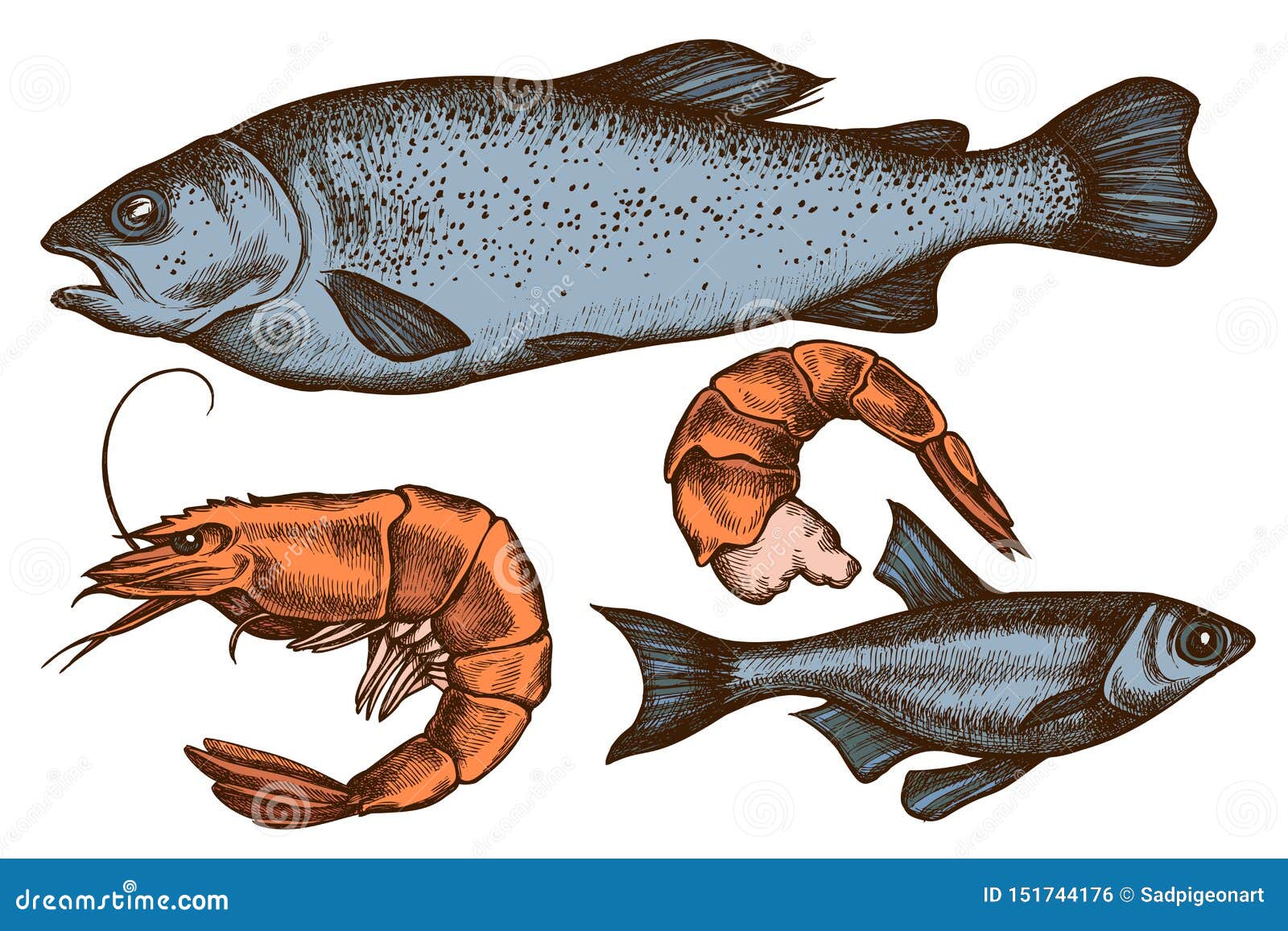 Vector Set of Hand Drawn Colored Fish, Shrimp Stock Vector ...