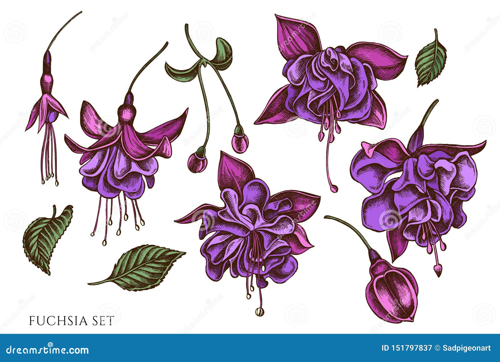 Vector Set of Hand Drawn Colored Fuchsia Stock Vector - Illustration of ...