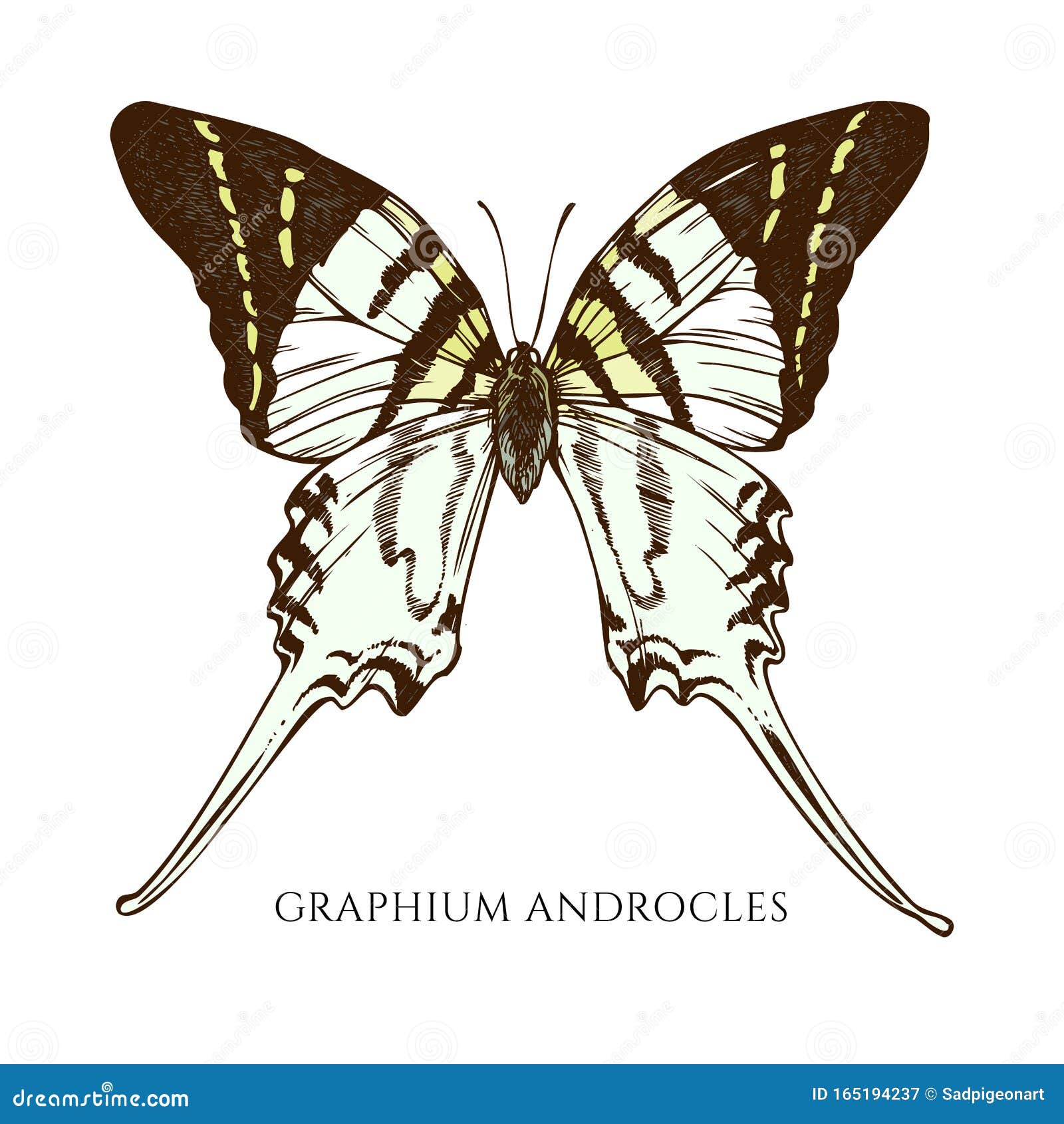 Graphium Androcles, Giant Swordtail, Illustration, Drawing, Engraving ...