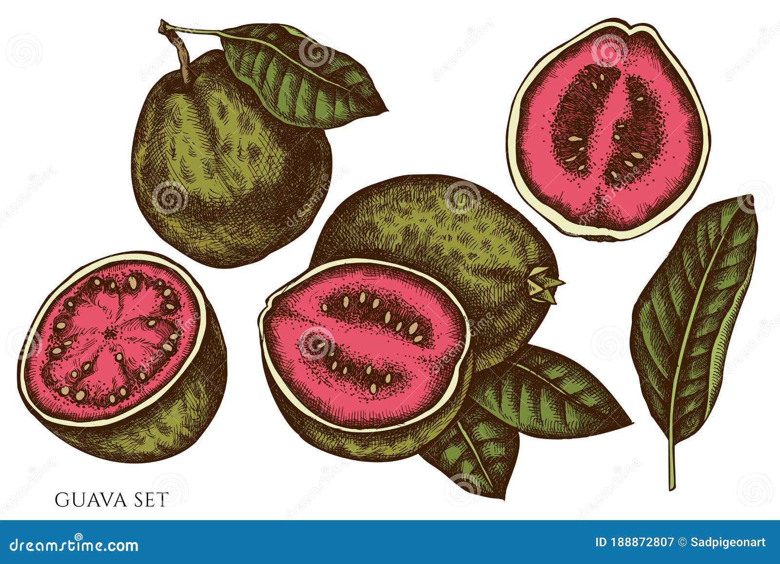 Vector Set of Hand Drawn Colored Guava Stock Vector - Illustration of ...