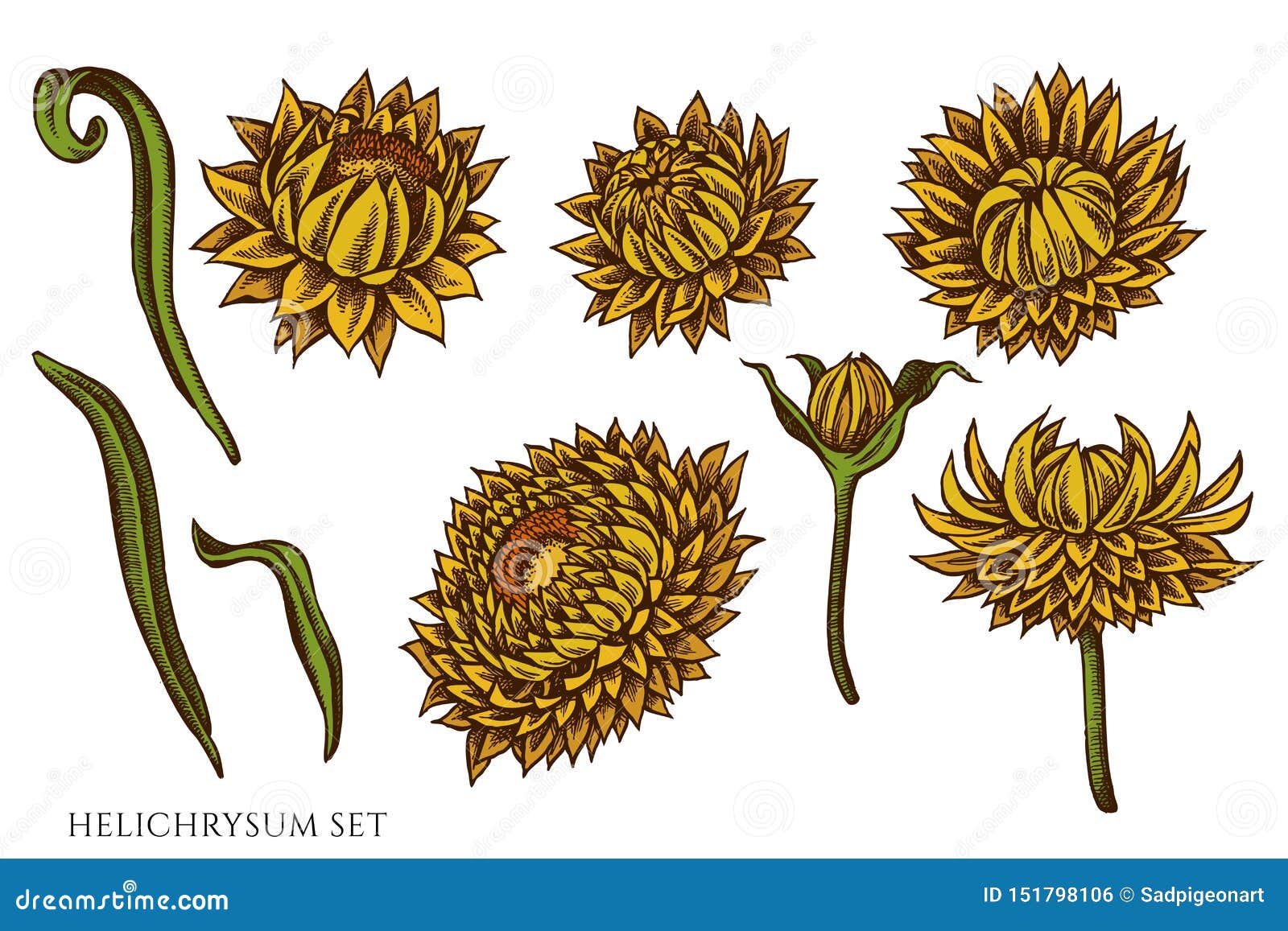 Vector Set of Hand Drawn Colored Helichrysum Stock Vector ... Vector Set of Hand Drawn Colored Helichrysum Stock Vector ...