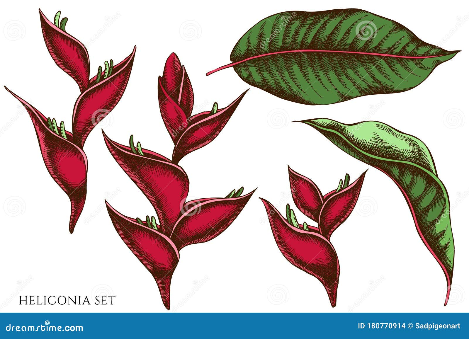 Vector Set of Hand Drawn Colored Heliconia Stock Vector - Illustration ...