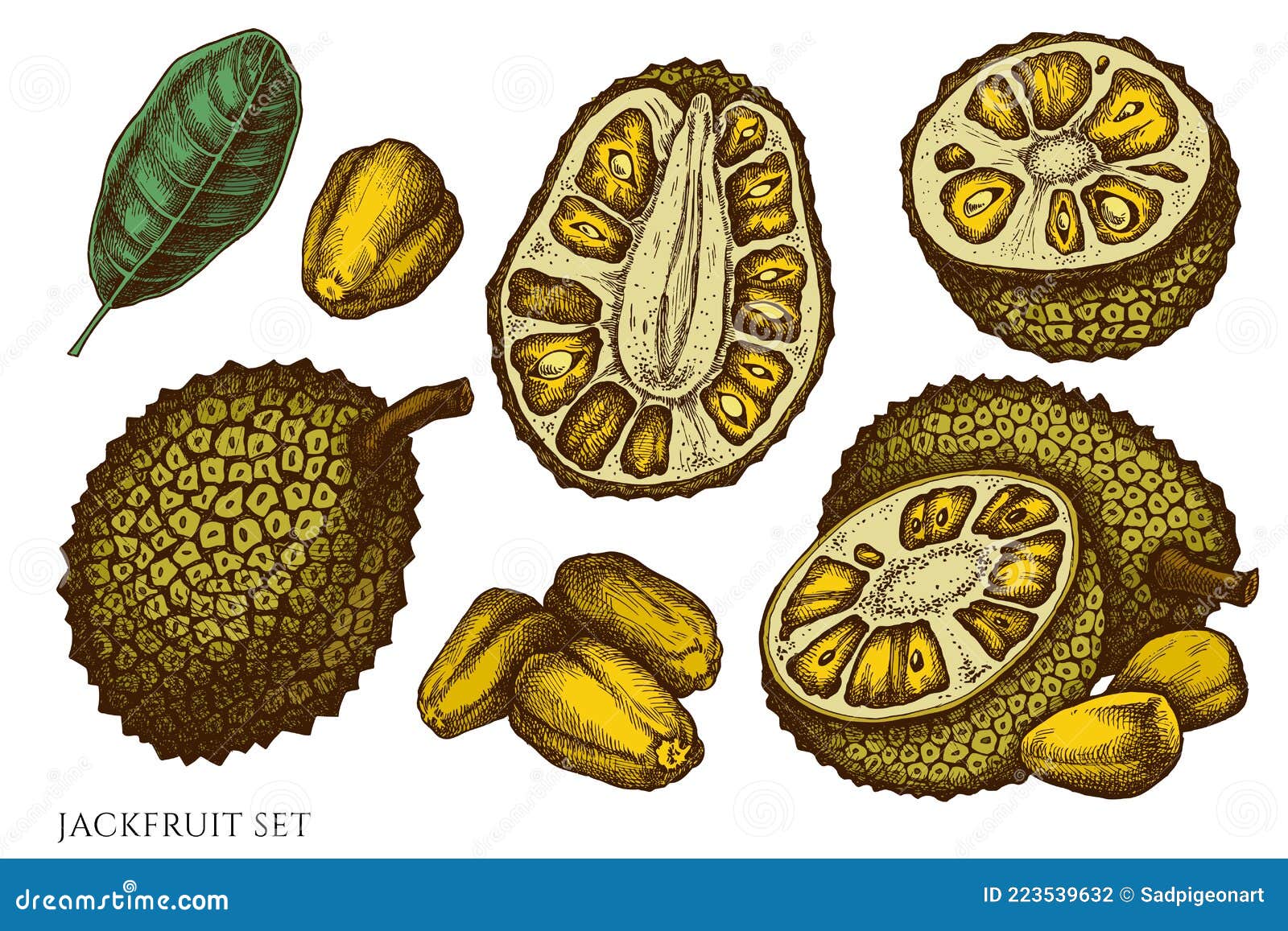 Vector Set of Hand Drawn Colored Jackfruit Stock Vector - Illustration ...
