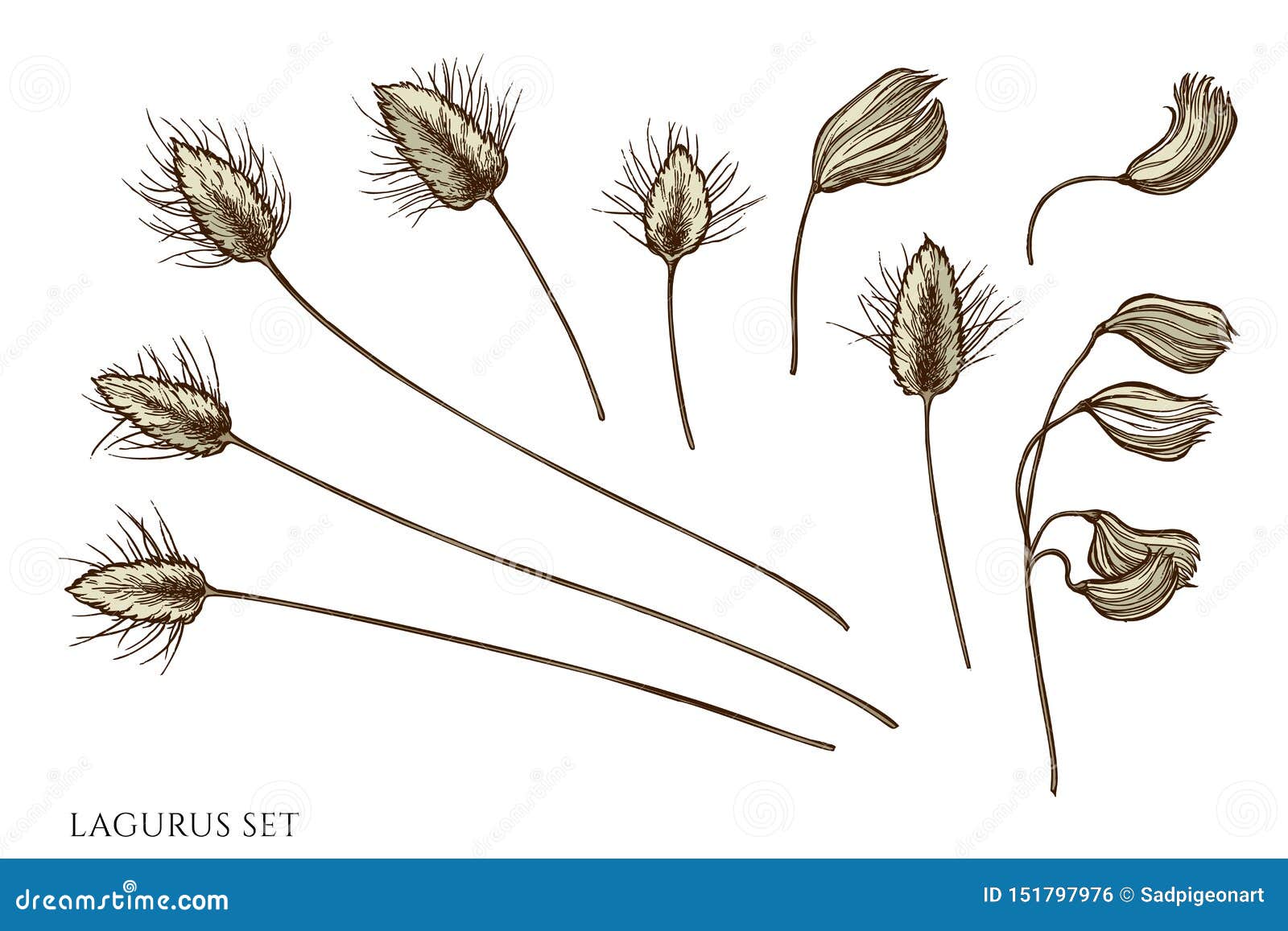 Vector Set of Hand Drawn Colored Lagurus Stock Vector - Illustration of ...
