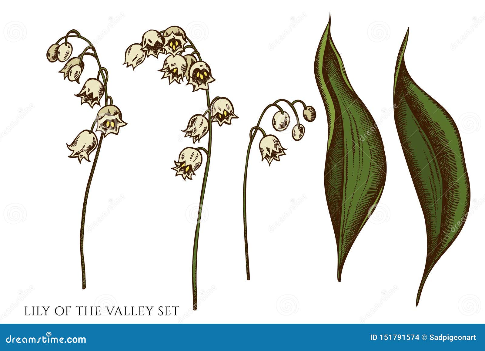 Vector Set of Hand Drawn Colored Lily of the Valley Stock Vector ... Vector Set of Hand Drawn Colored Lily of the Valley Stock Vector ...