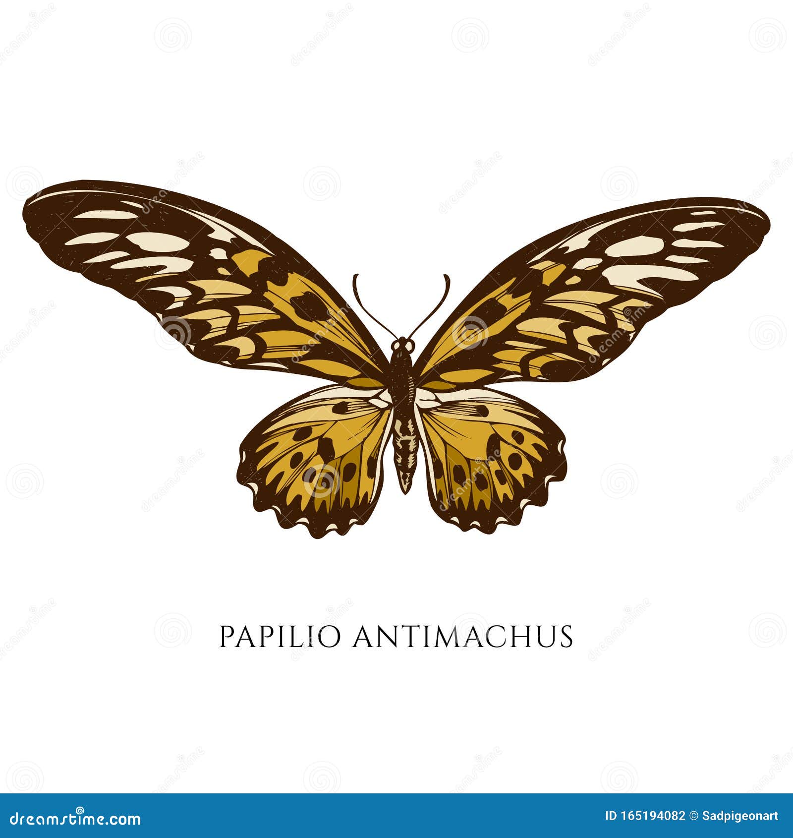 Vector Set of Hand Drawn Colored Papilio Antimachus Stock Vector ...