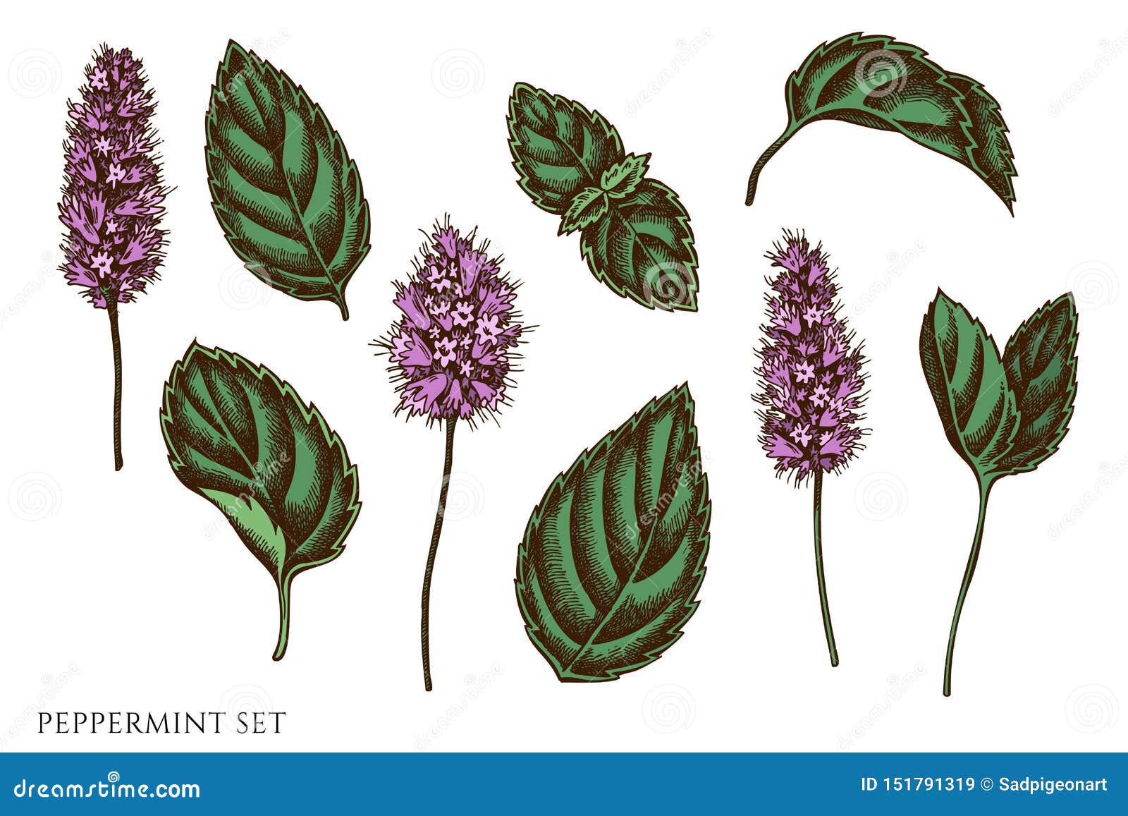 Vector Set of Hand Drawn Colored Peppermint Stock Vector - Illustration ...