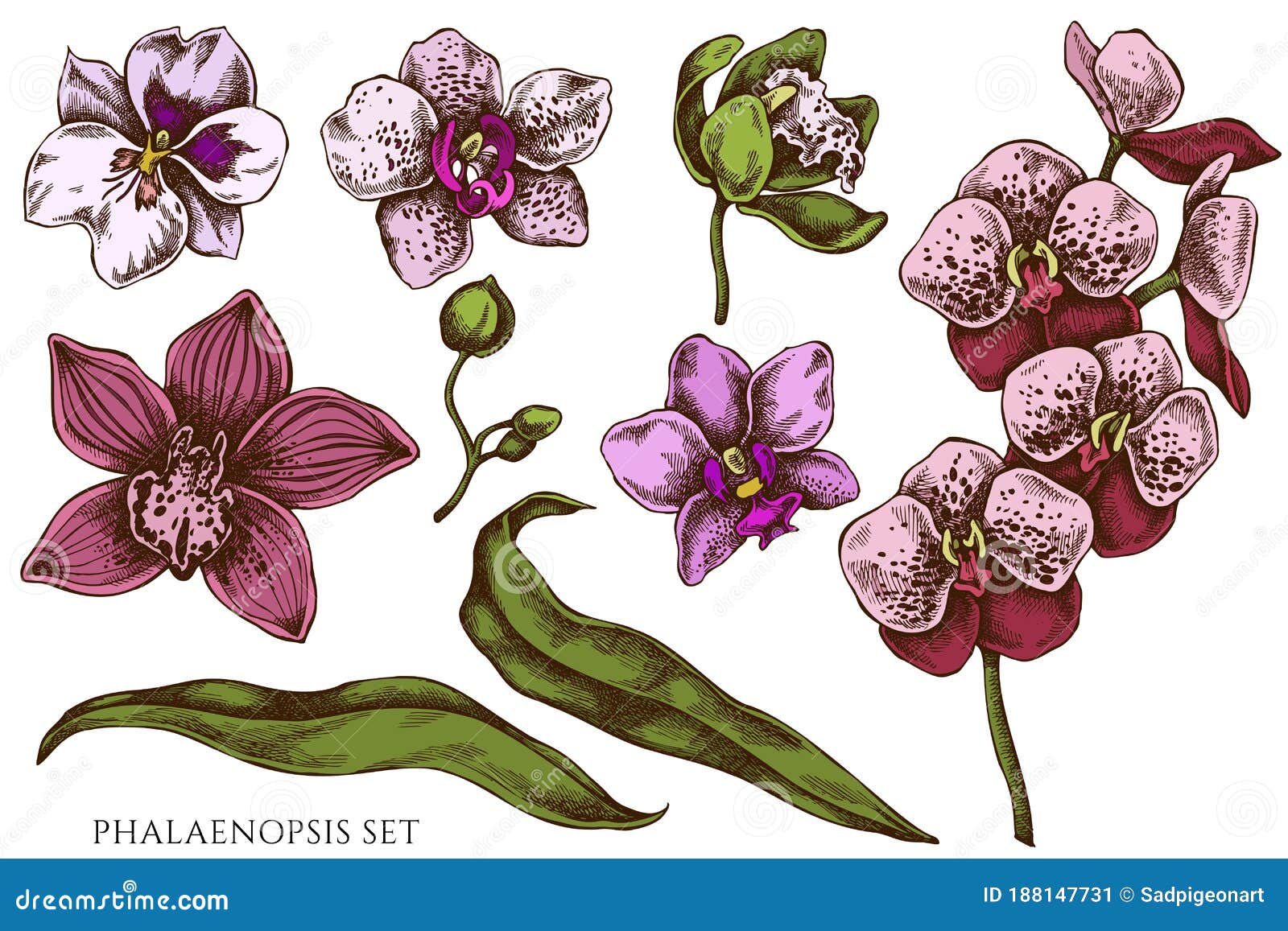 Vector Set Of Hand Drawn Colored Phalaenopsis Stock Vector