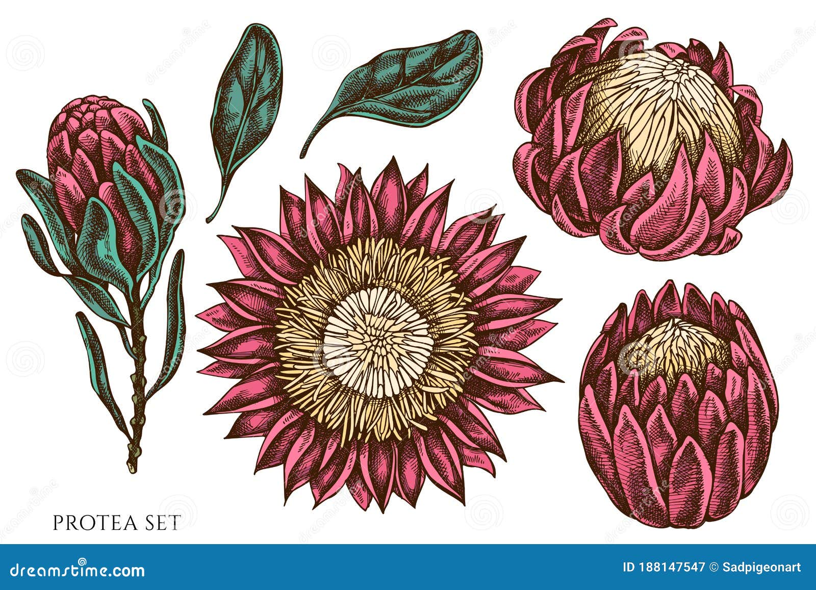 Vector Set of Hand Drawn Colored Protea Stock Vector - Illustration of ...