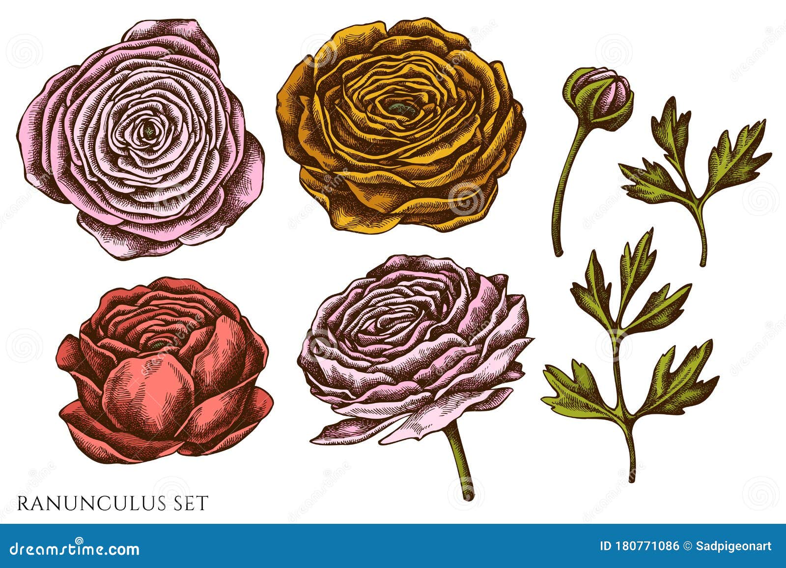 Vector Set of Hand Drawn Colored Ranunculus Stock Vector - Illustration ...