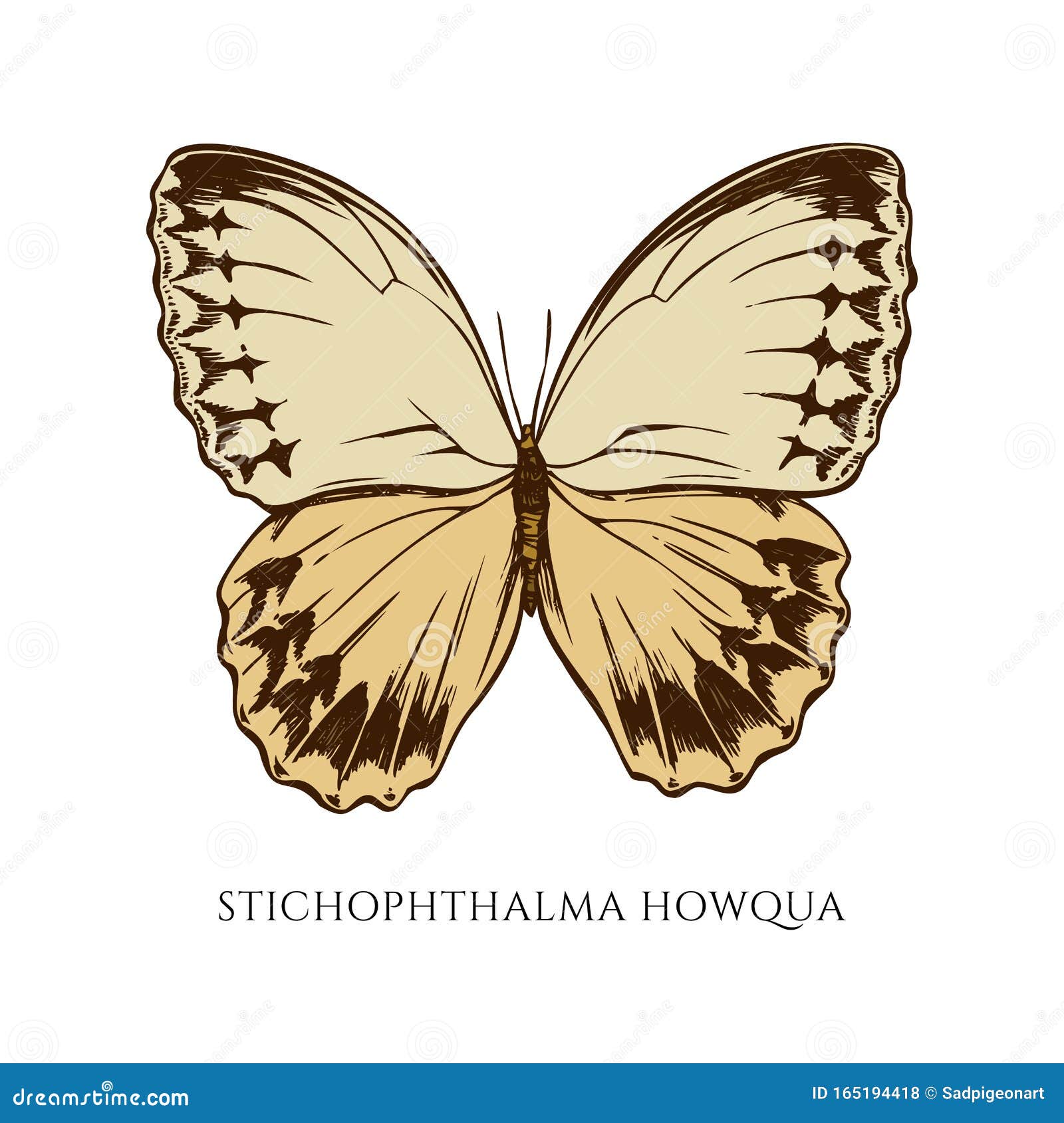 Vector Set of Hand Drawn Colored Stichophthalma Howqua Stock Vector ...
