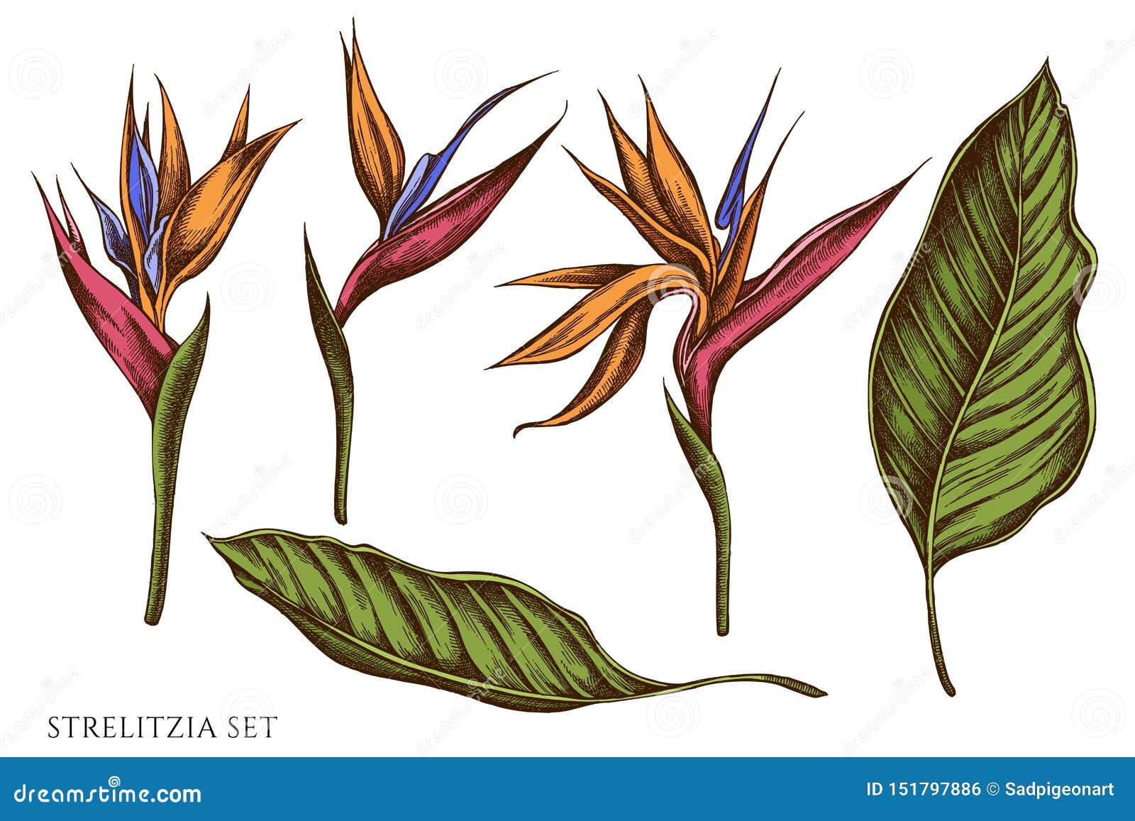 Vector Set of Hand Drawn Colored Strelitzia Stock Vector - Illustration ...