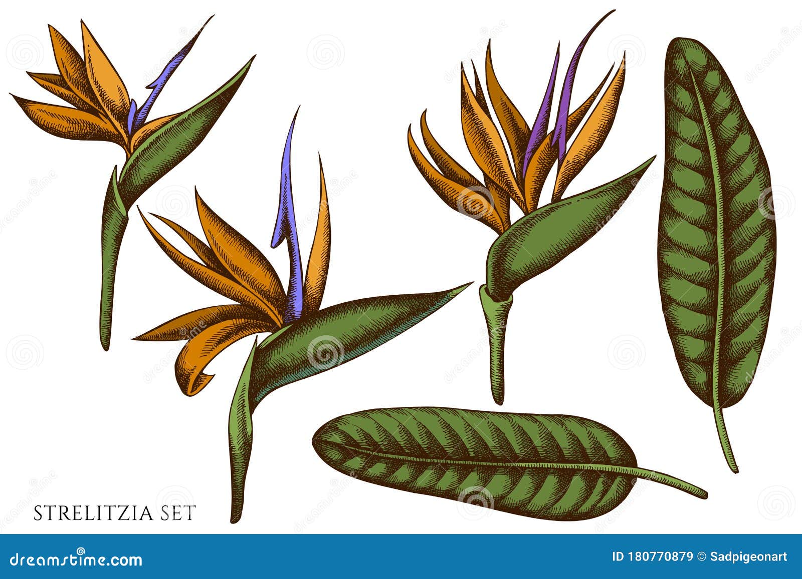 Vector Set of Hand Drawn Colored Strelitzia Stock Vector - Illustration ...