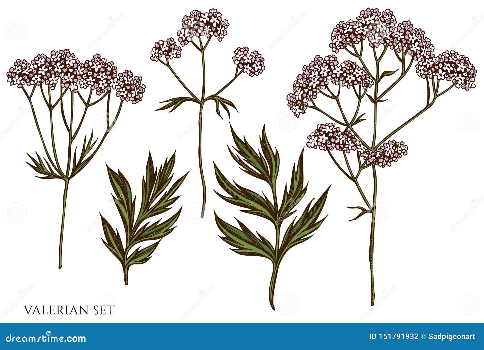 Vector Set of Hand Drawn Colored Valerian Stock Vector - Illustration ... Vector Set of Hand Drawn Colored Valerian Stock Vector - Illustration ...