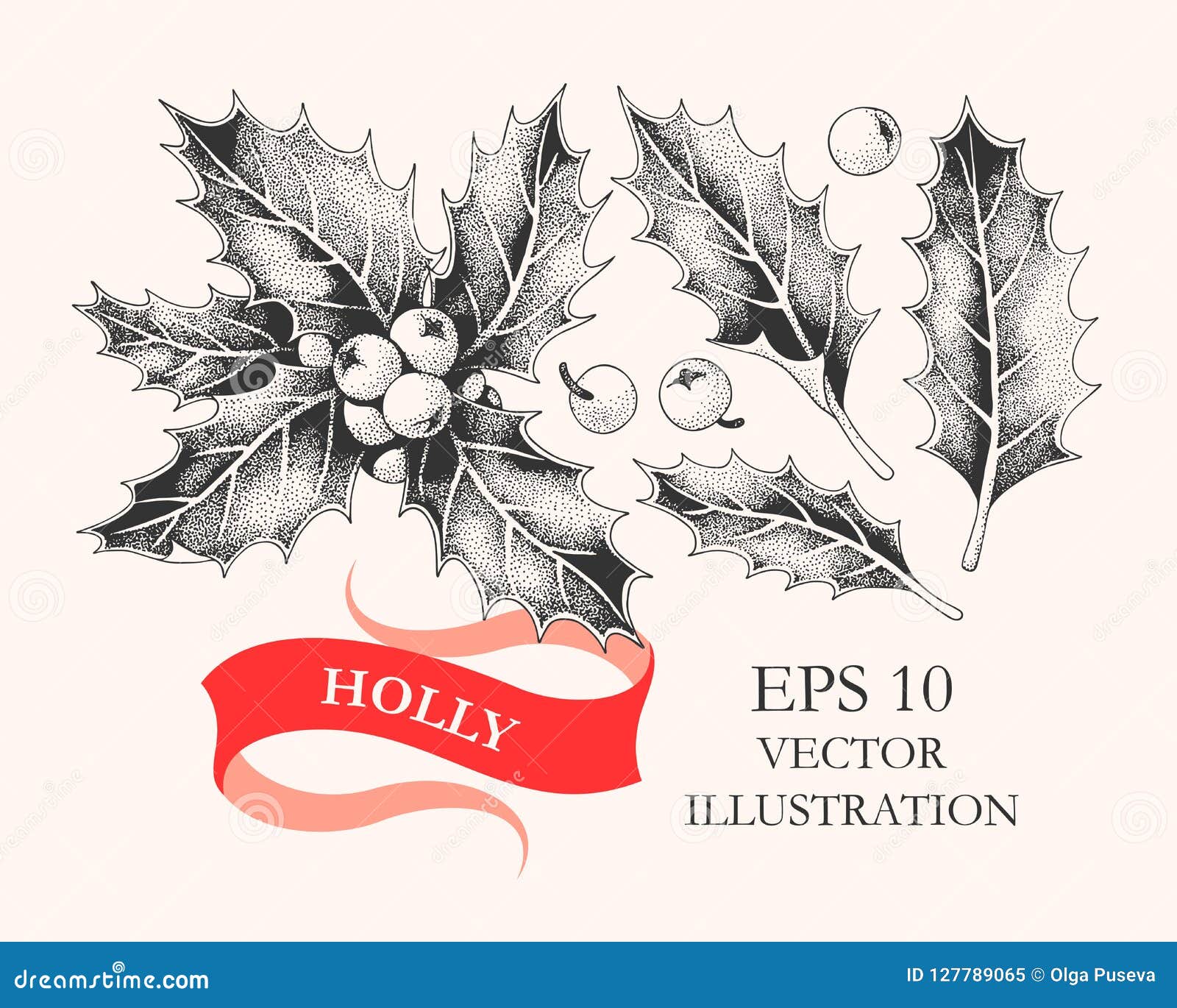 Vector Set of Holly Leaves and Berries Stock Vector - Illustration of ...