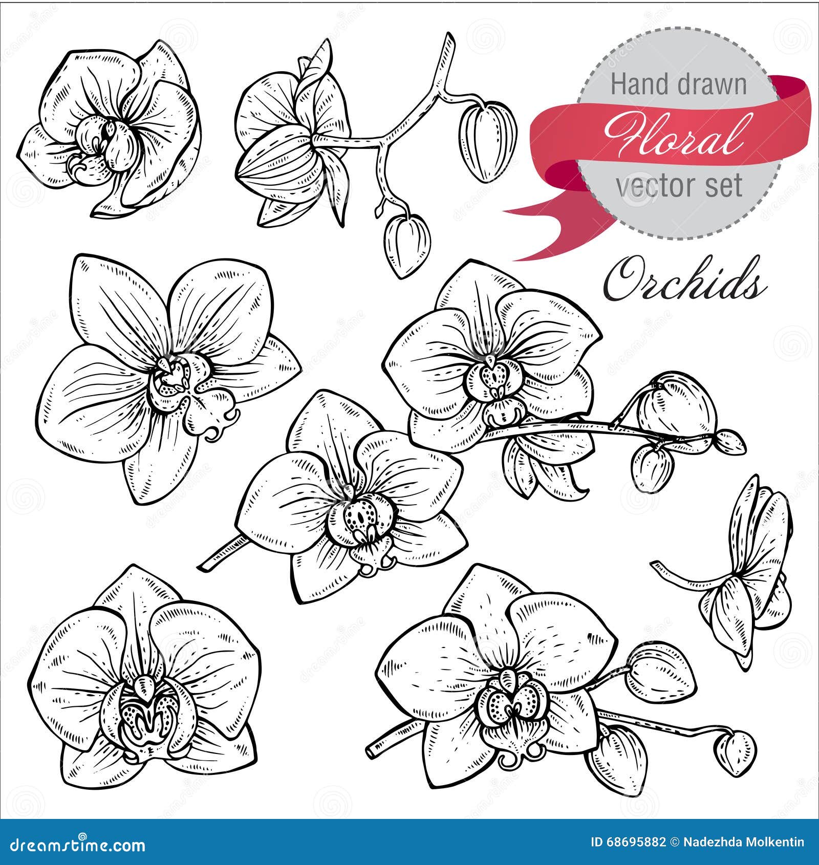 Vector Set Of Hand Drawn Orchid Branches With Flowers Stock