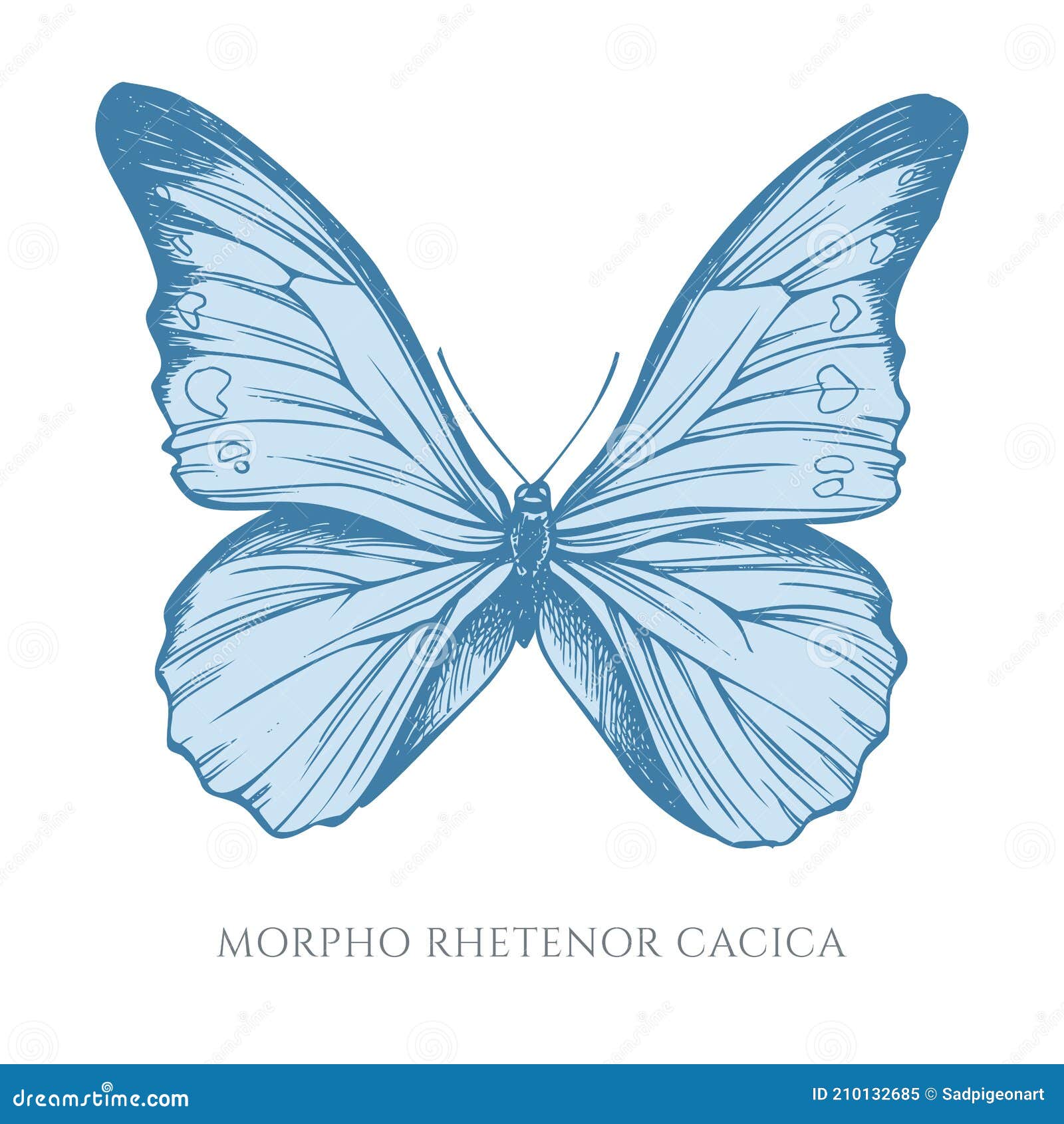 Vector Set of Hand Drawn Pastel Blue Morpho Stock Vector - Illustration ...
