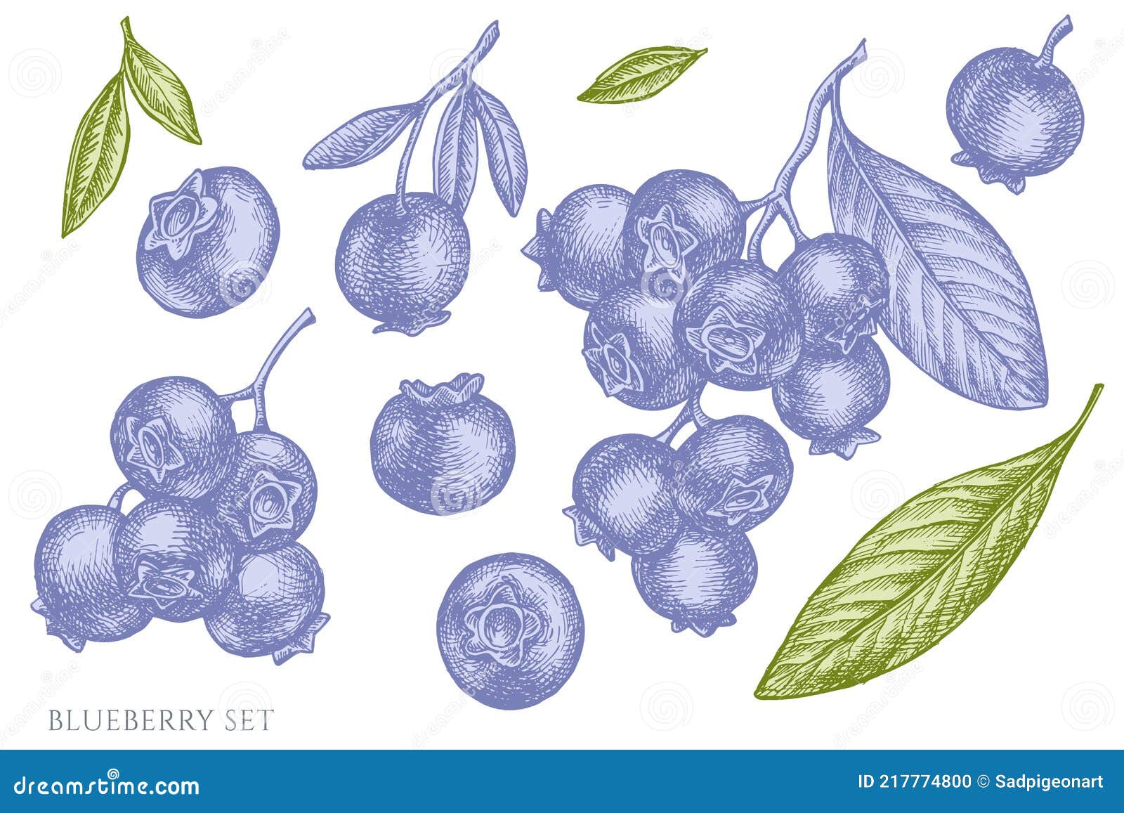 Vector Set of Hand Drawn Pastel Blueberry Stock Vector - Illustration ...