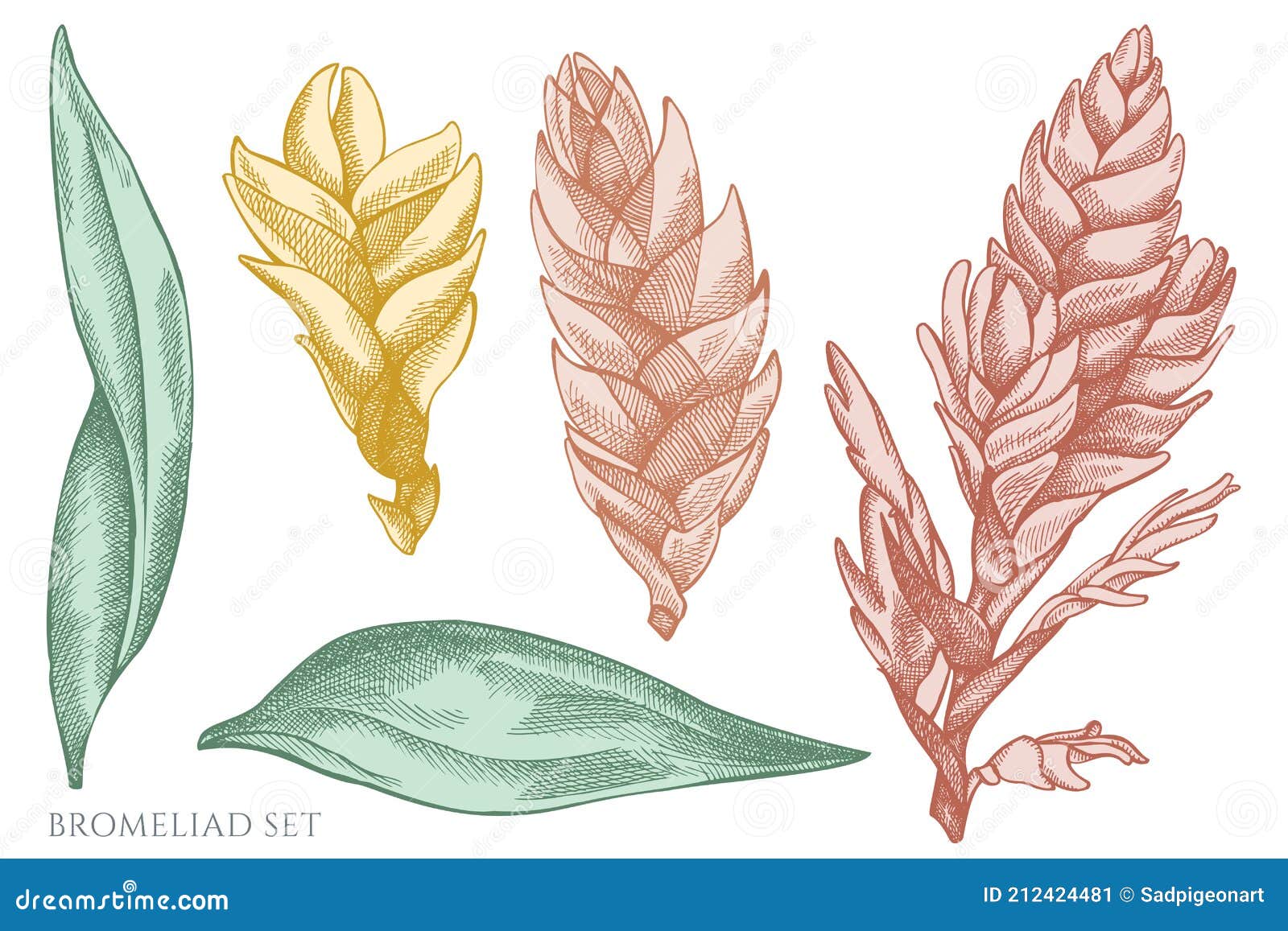 Vector Set of Hand Drawn Pastel Bromeliad Stock Vector - Illustration ...