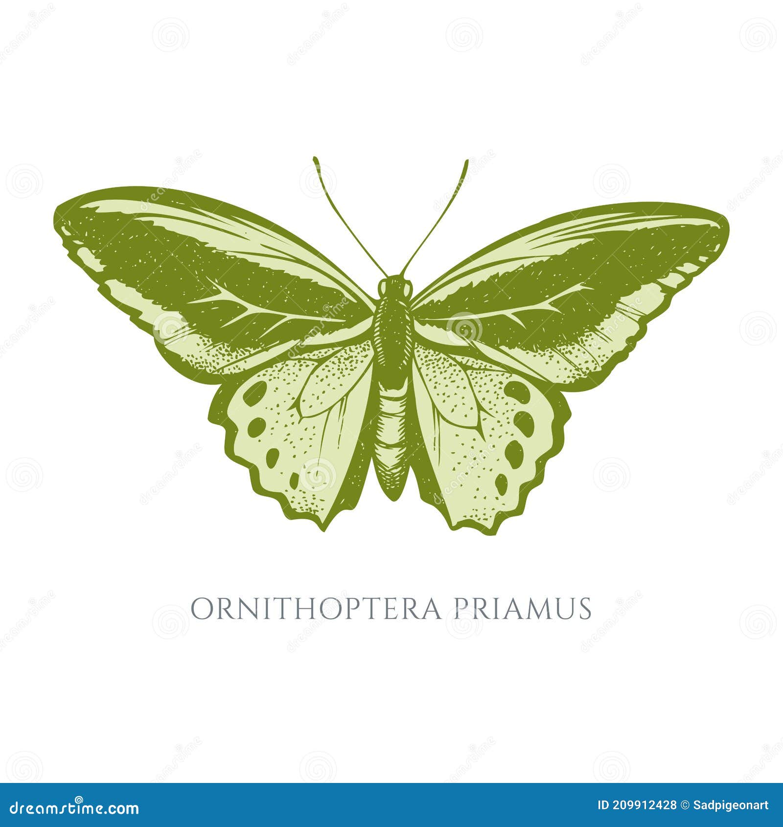 Vector Set of Hand Drawn Pastel Common Green Birdwing Stock Vector ...