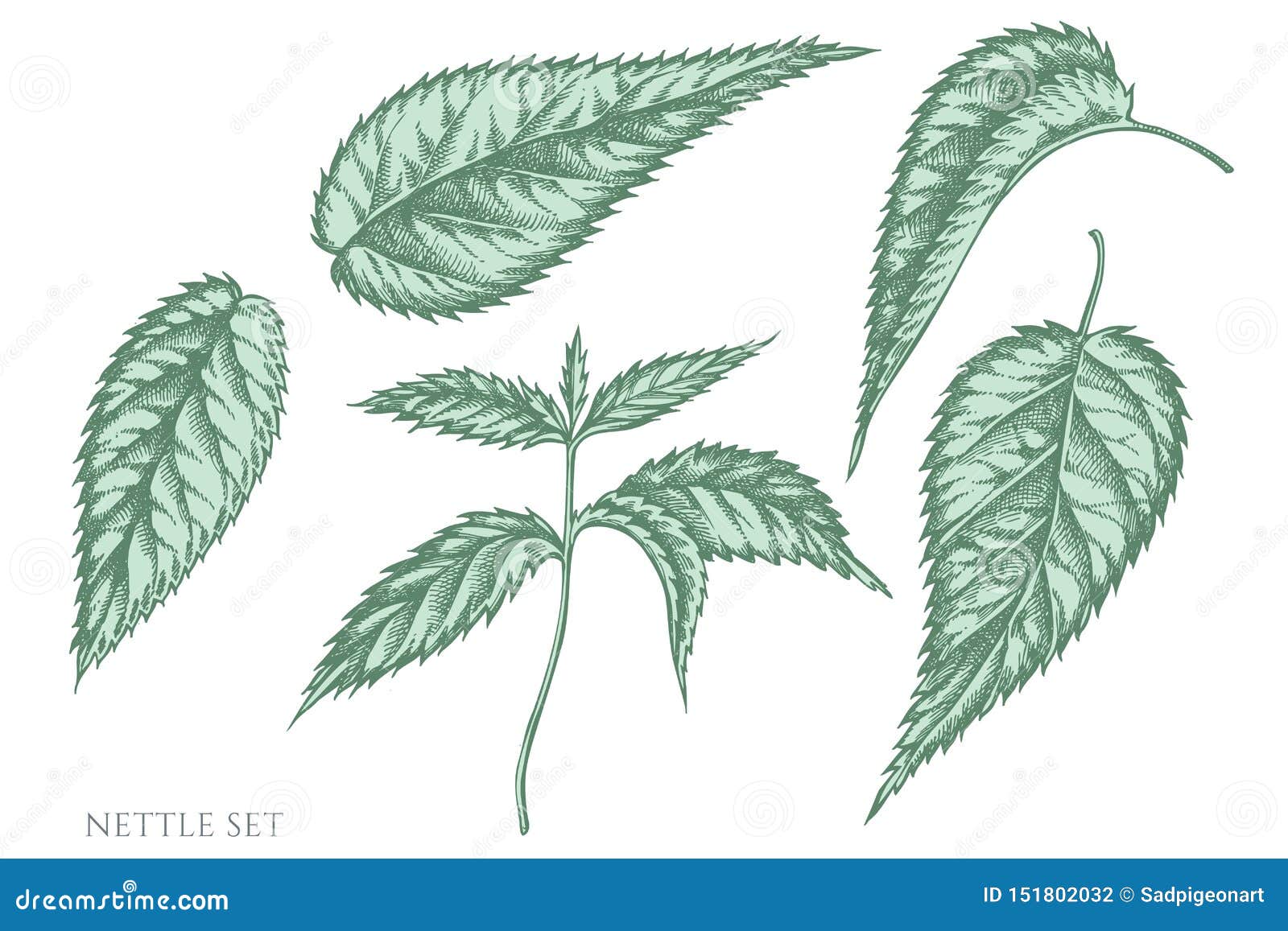 Vector Set of Hand Drawn Pastel Nettle Stock Vector - Illustration of ...