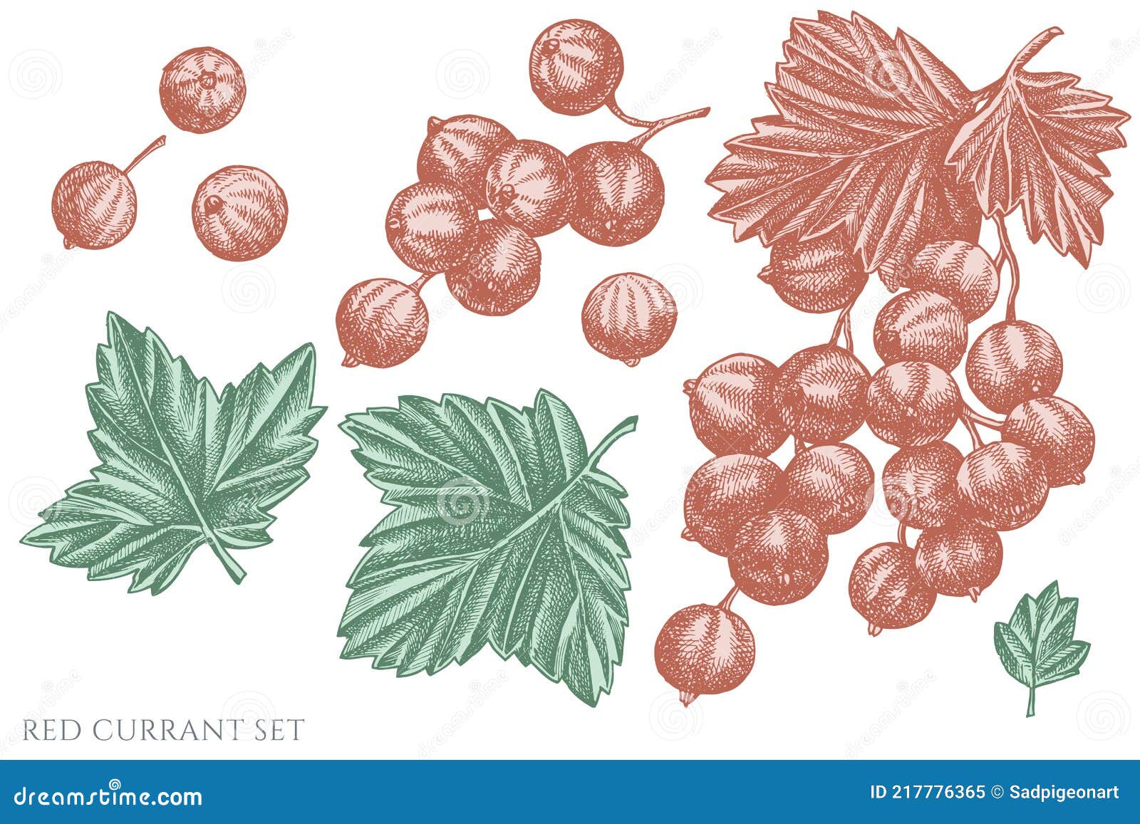 Vector Set of Hand Drawn Pastel Red Currant Stock Vector - Illustration ...