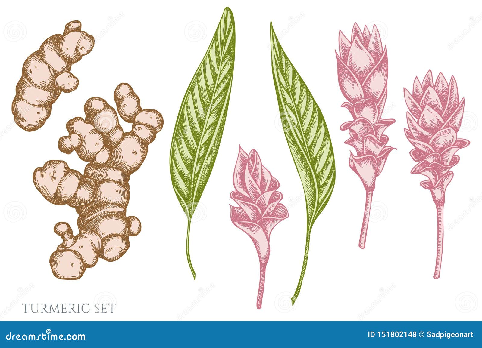 Vector Set of Hand Drawn Pastel Turmeric Stock Vector - Illustration of ...