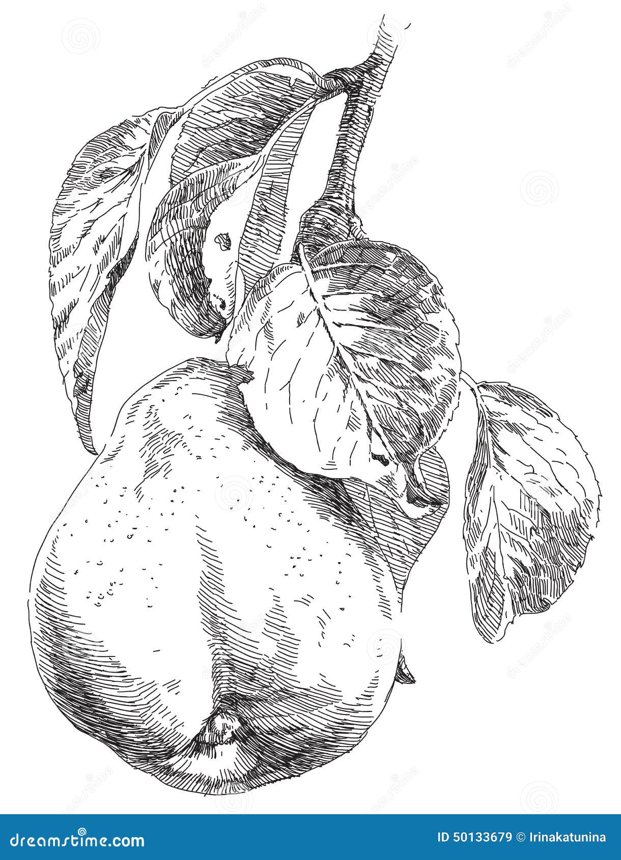 Vector Set of Hand Drawn Pear Stock Vector - Illustration of domestic ...