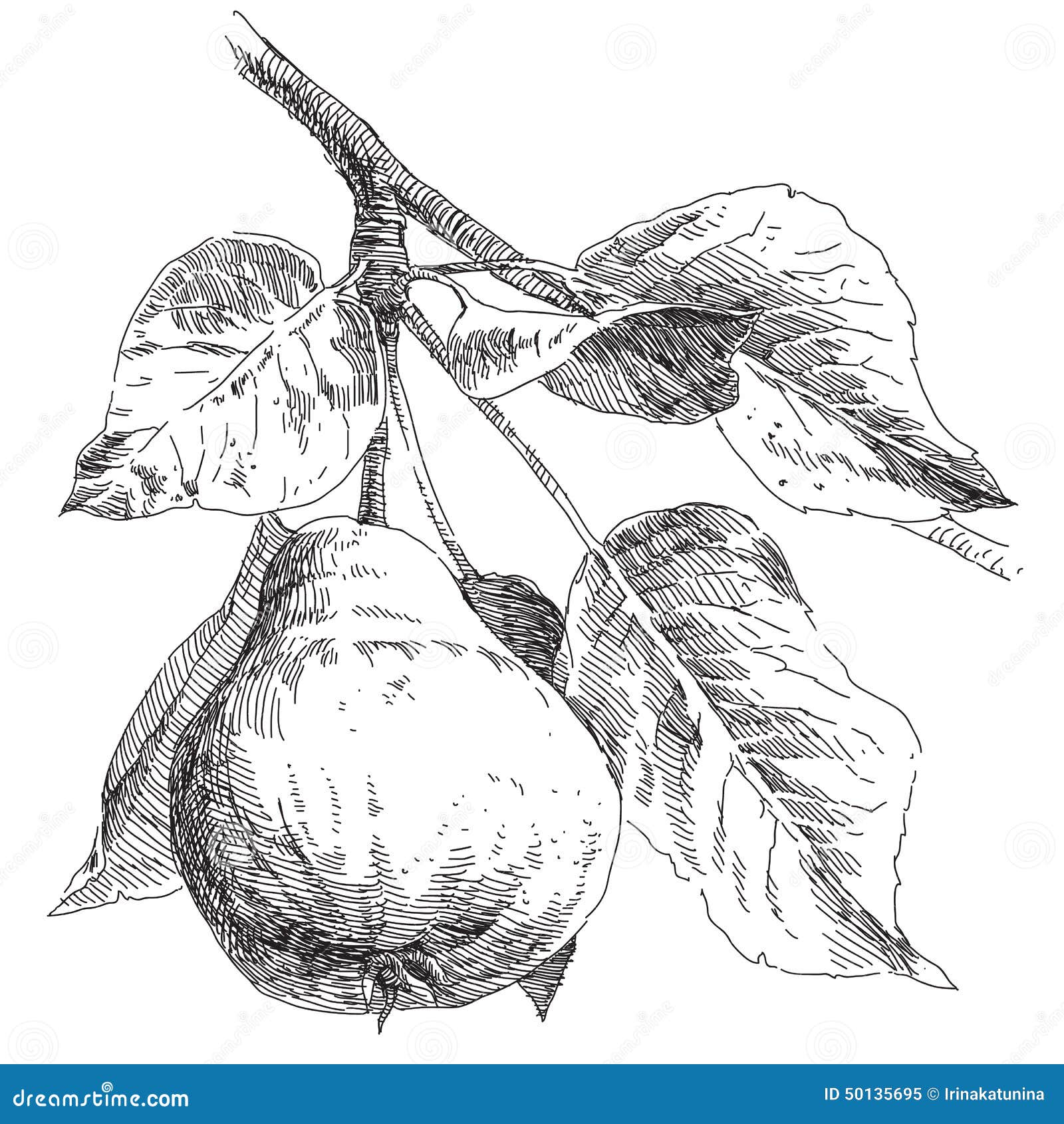 Vector Set of Hand Drawn Pear Stock Vector - Illustration of flower ...