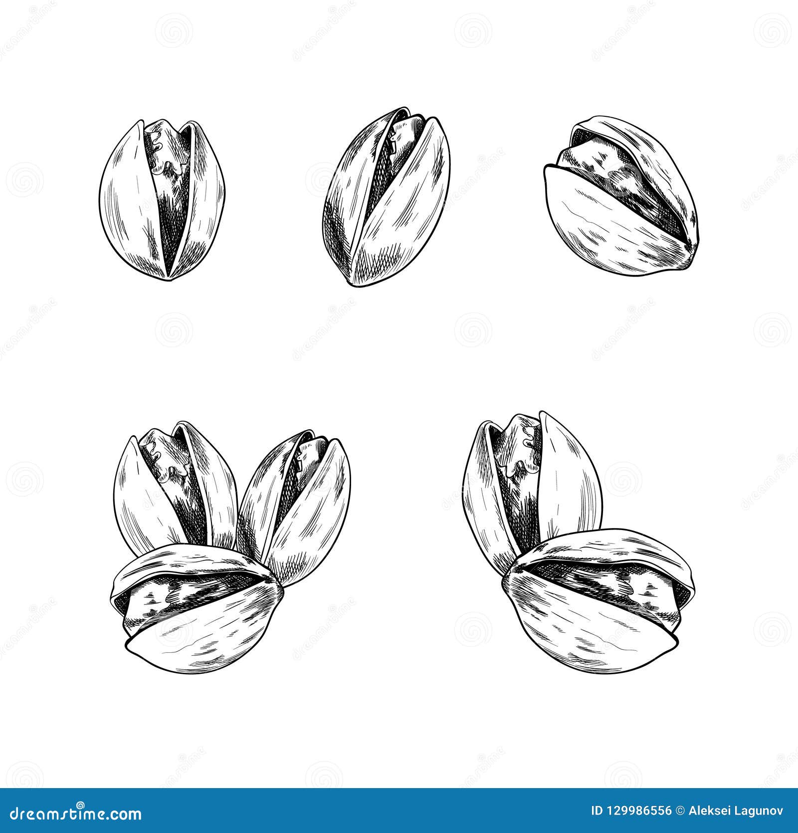 Nuts Sketch Illustration. Beautiful Hand Drawn Illlustration ...