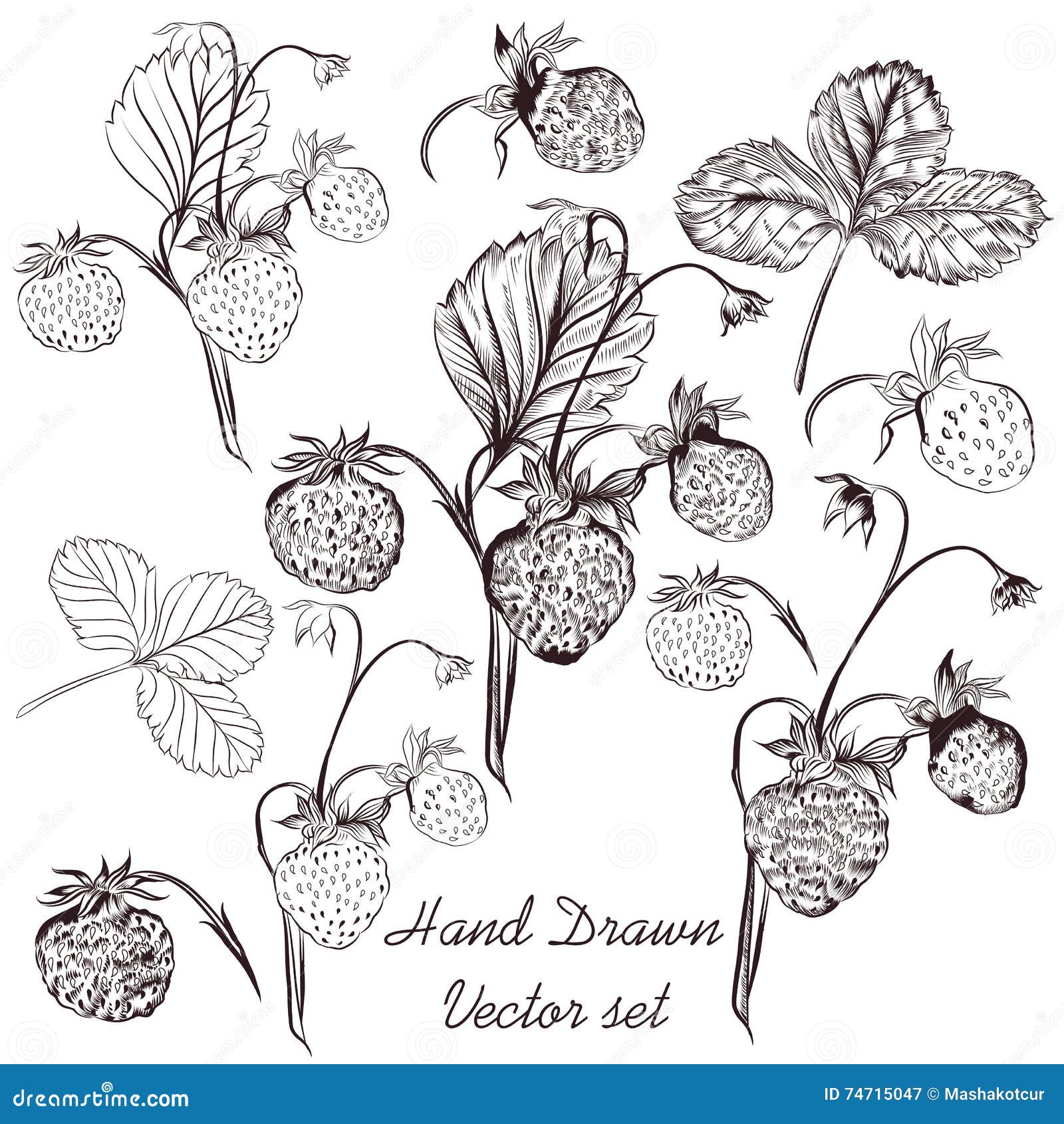 Vector Set of Hand Drawn Strawberry Plants for Design Stock Vector ...