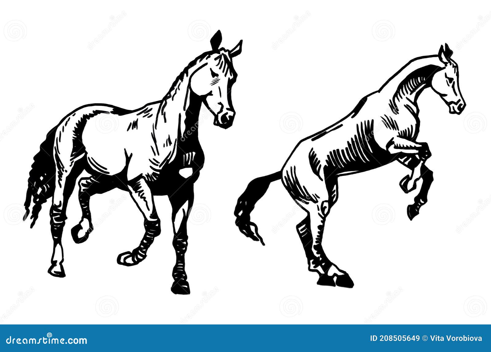Vector Set Of Horses Isolated On White Background,graphical ...