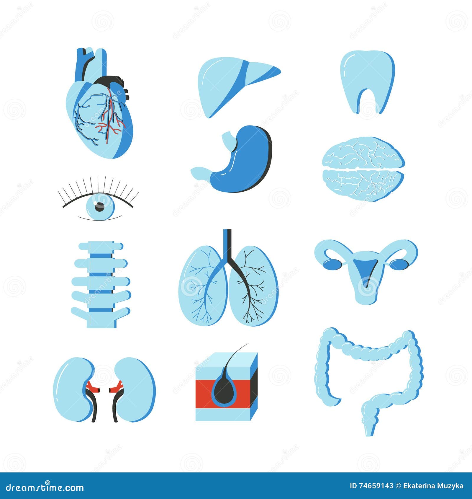Vector Set of Human Body Organs. Anatomy Design Elements and Icons ...
