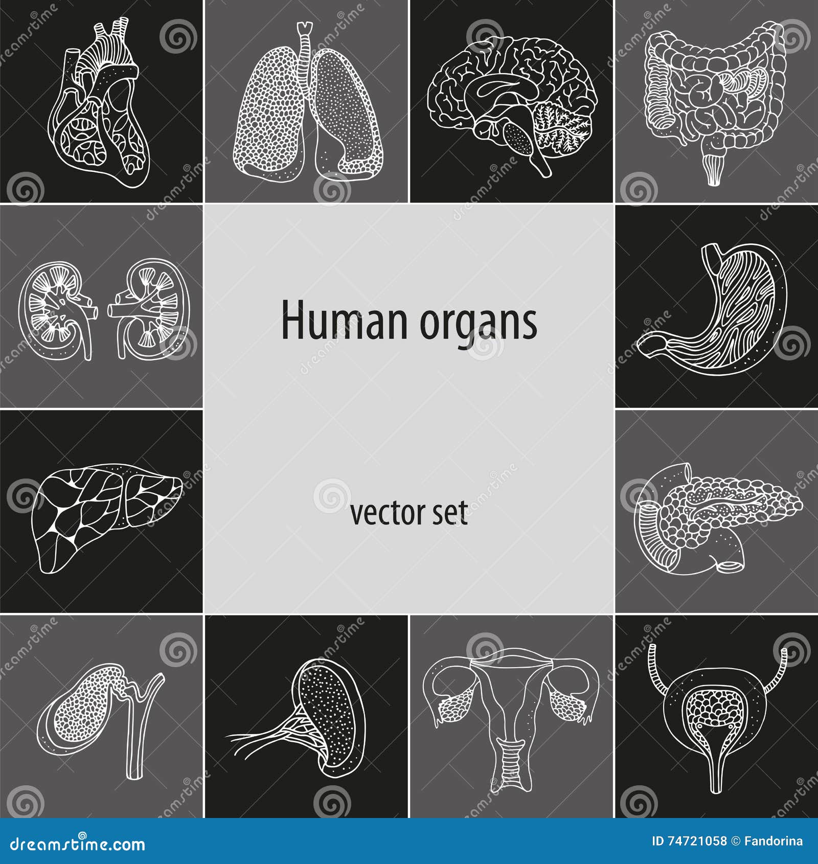 Vector Set with Human Internal Organs Stock Vector - Illustration of ...