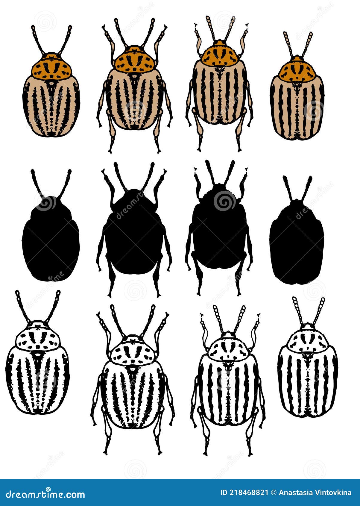 Beetle Template