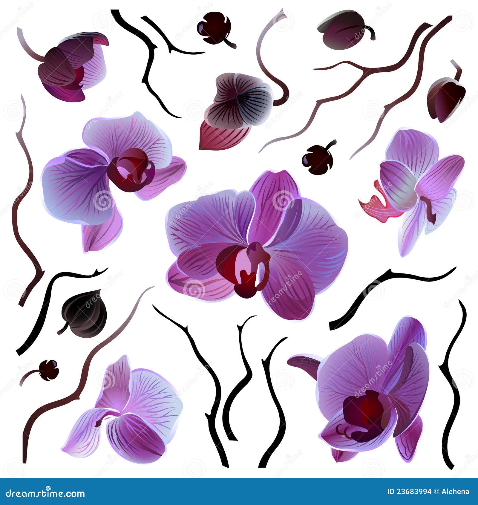 Vector Set of Isolated Orchids for Your Design Stock Vector ...