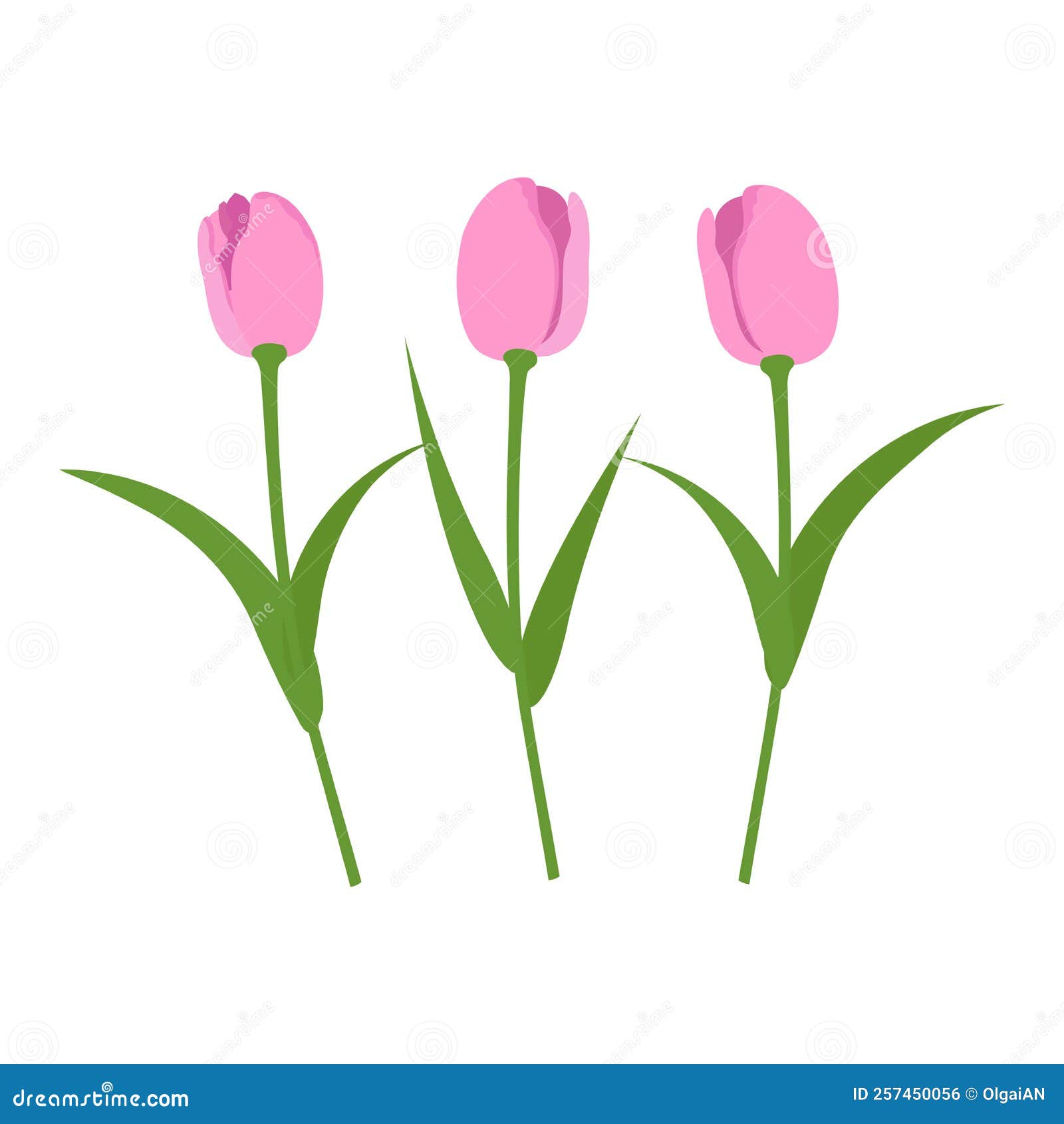 Vector Set Isolated Pink Tulips. Tulips in a Flat Style. Vector ...