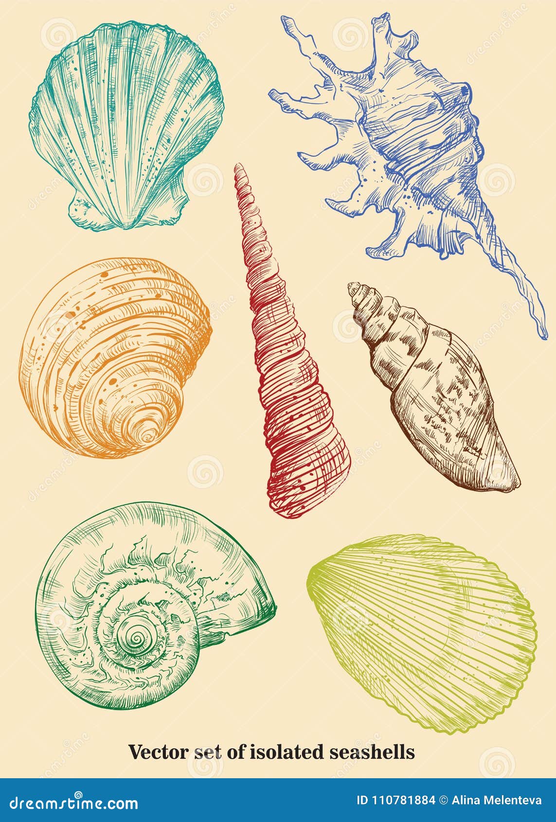 Pen Drawing Seashells, Rapa Whelk Stock Photography | CartoonDealer.com ...