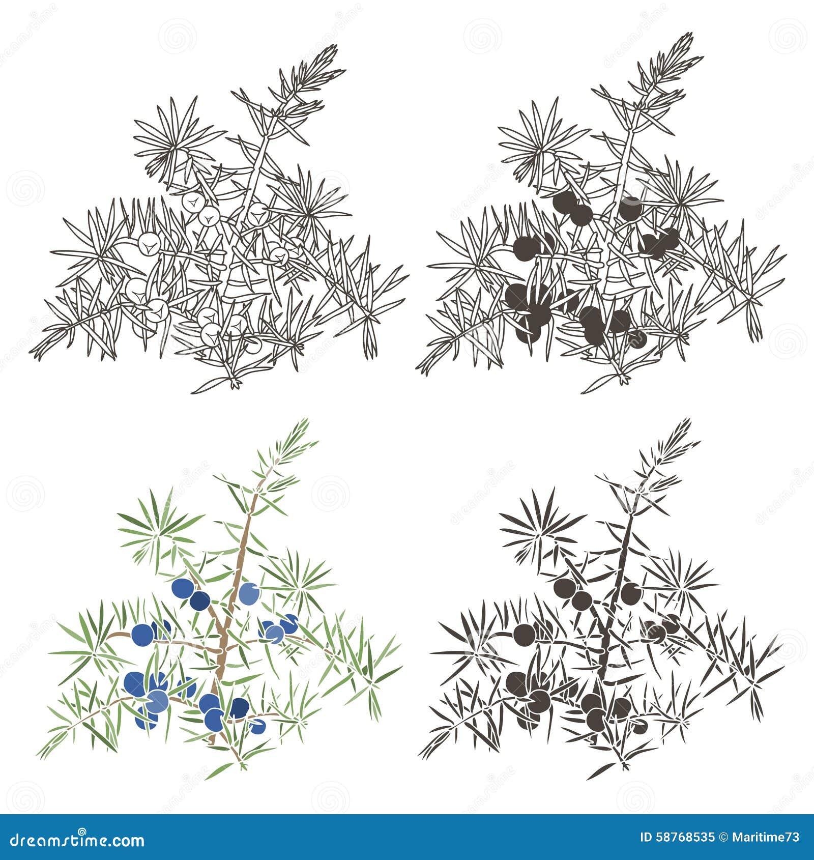 Vector set of juniper stock illustration. Illustration of hand - 58768535