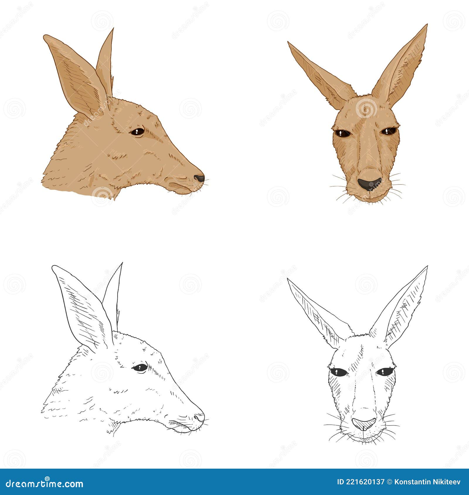 Vector Set of Kangaroo Head Illustrations Stock Vector - Illustration ...