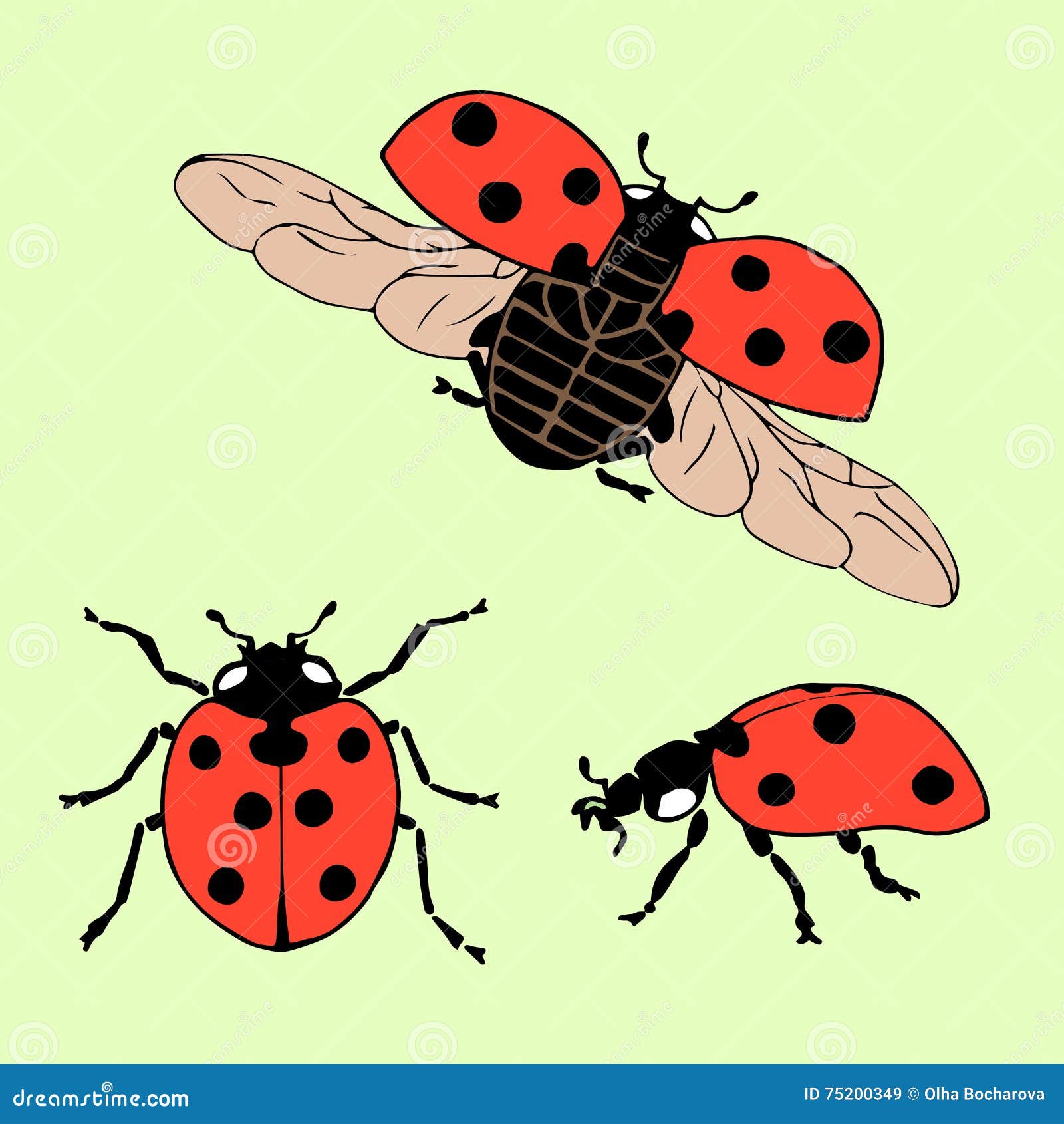 Vector Set of Ladybug in Different Positions. Hand Drawn Ladybug Stock ...