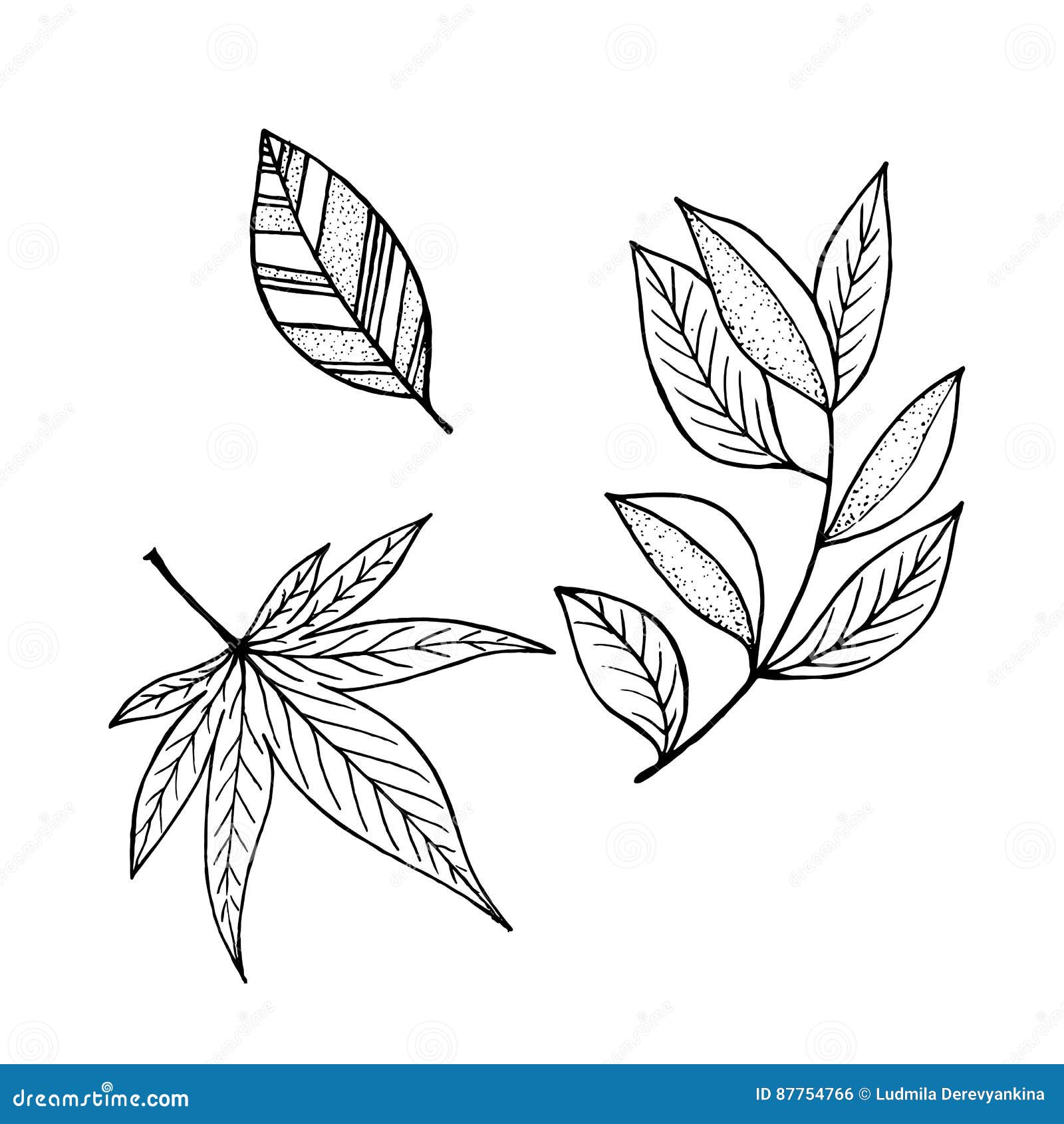 Vector Set of Leaves, Collection of Hand Drawn Leaves Stock ...