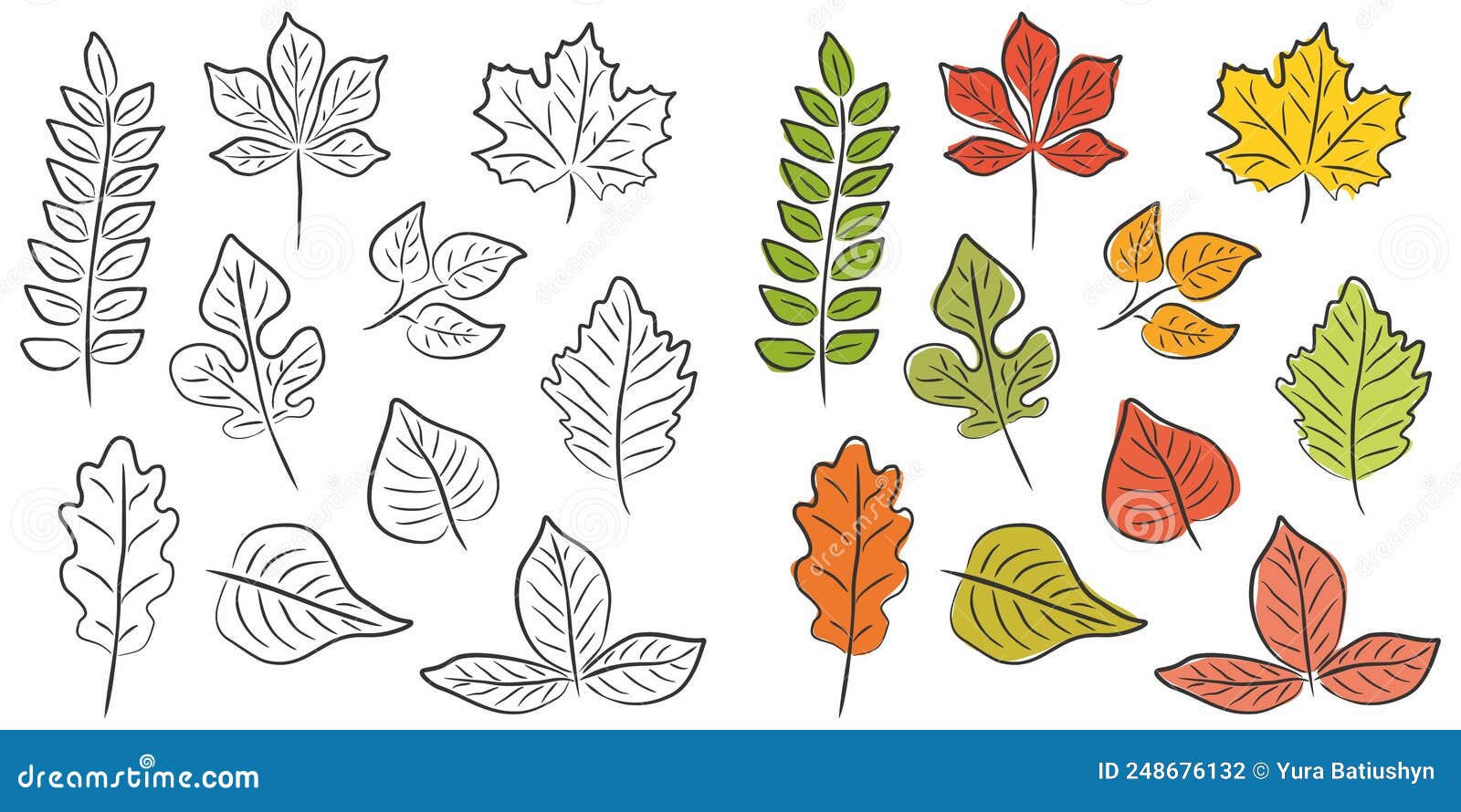 Vector Set of Leaves of Different Trees in the Contour. Stock Vector ...