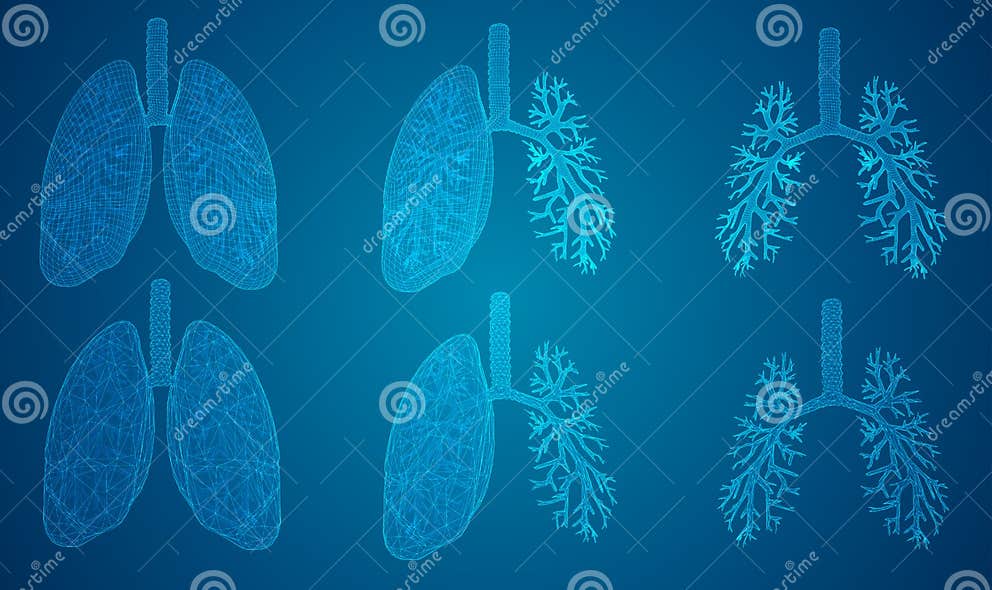 Vector Set. Lungs and Bronchi Stock Vector - Illustration of abstract ...