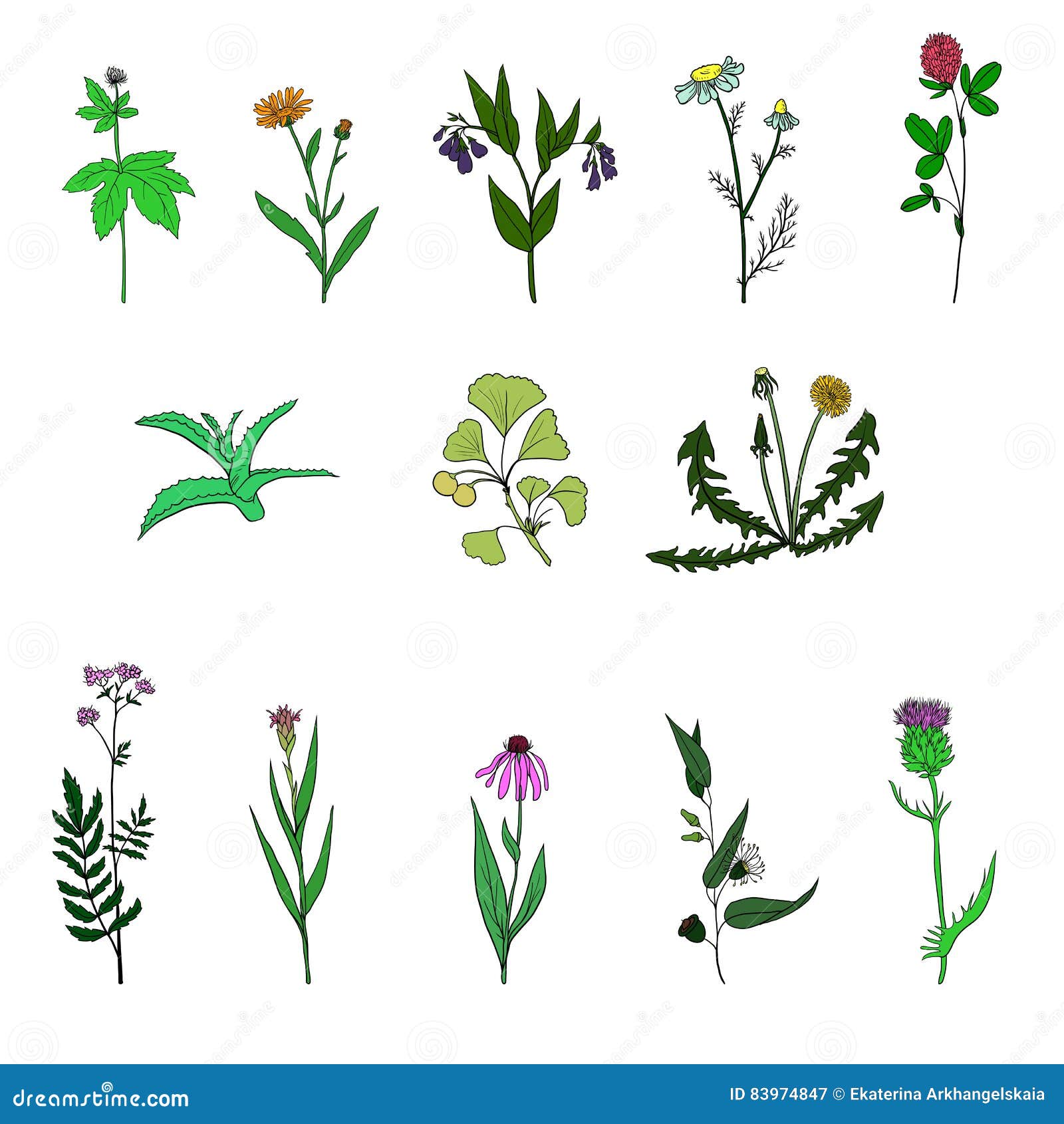 Vector Set of Medical Plants Stock Vector - Illustration of flora ...