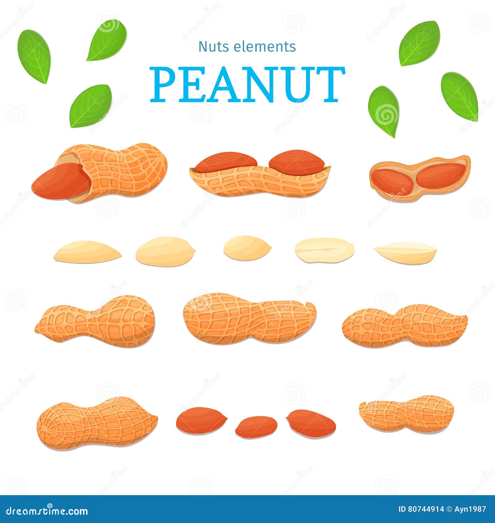 Vector Set of Nuts. Peanut Nut Fruit, Whole, Peeled, Piece Half, Walnut ...